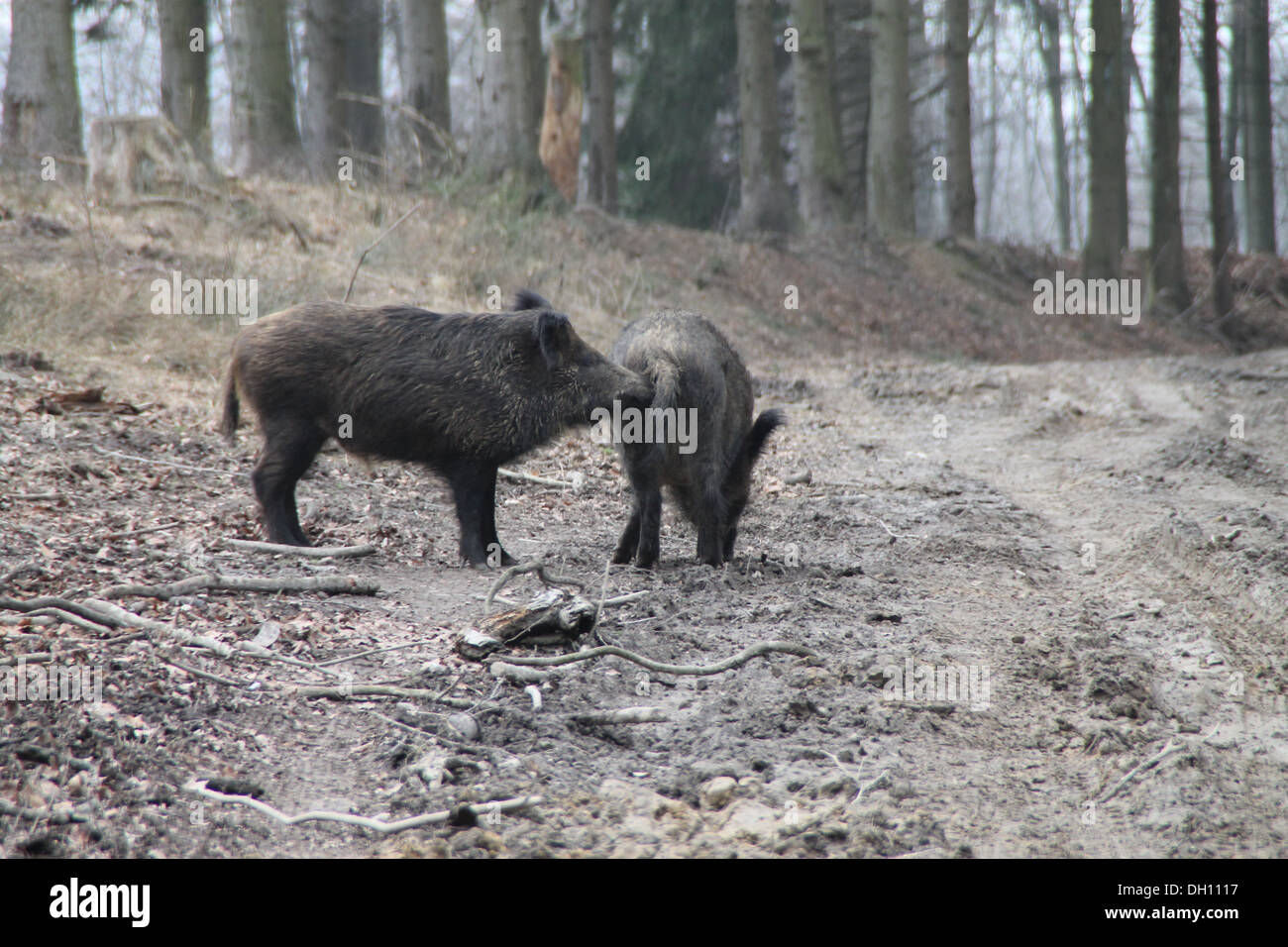 Wild boar mating season hi-res stock photography and images - Alamy