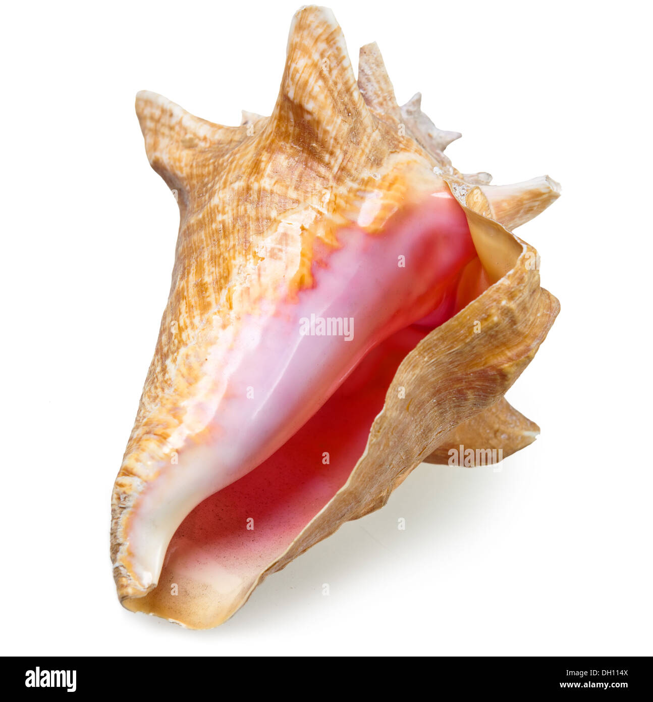 Curl shell hi-res stock photography and images - Alamy