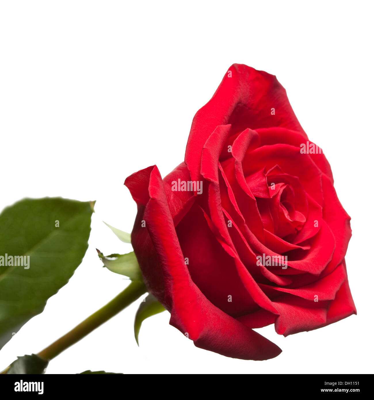 Perfume passion rose hi-res stock photography and images - Alamy