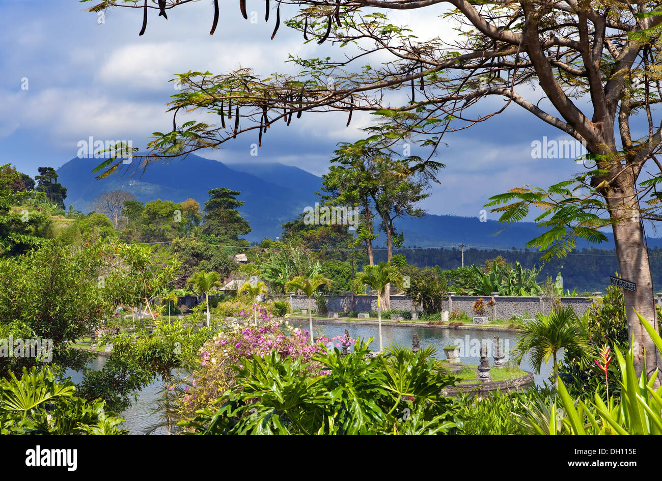 The tropical nature. Indonesia. Bali Stock Photo - Alamy