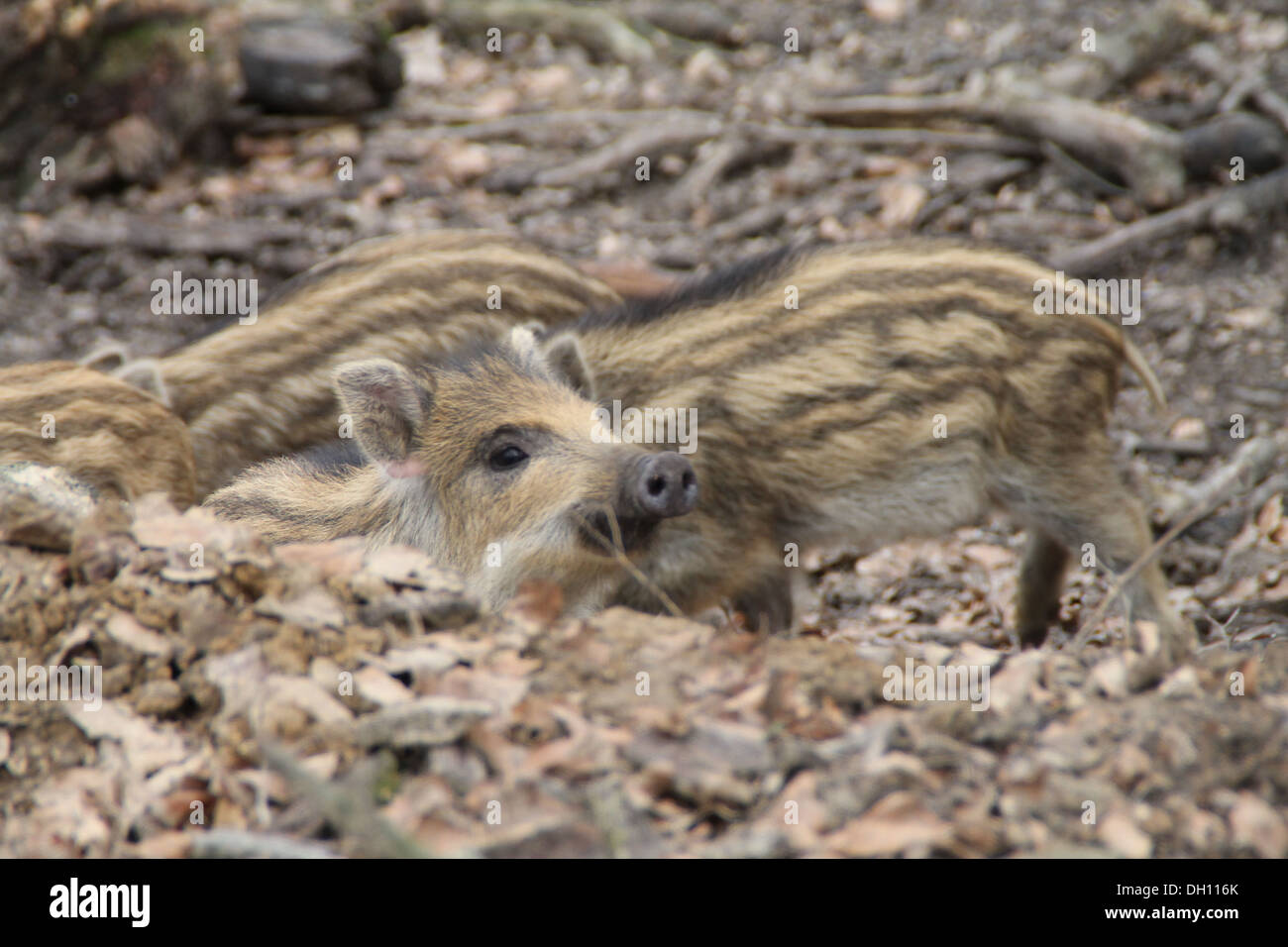 Piglet under hi-res stock photography and images - Alamy