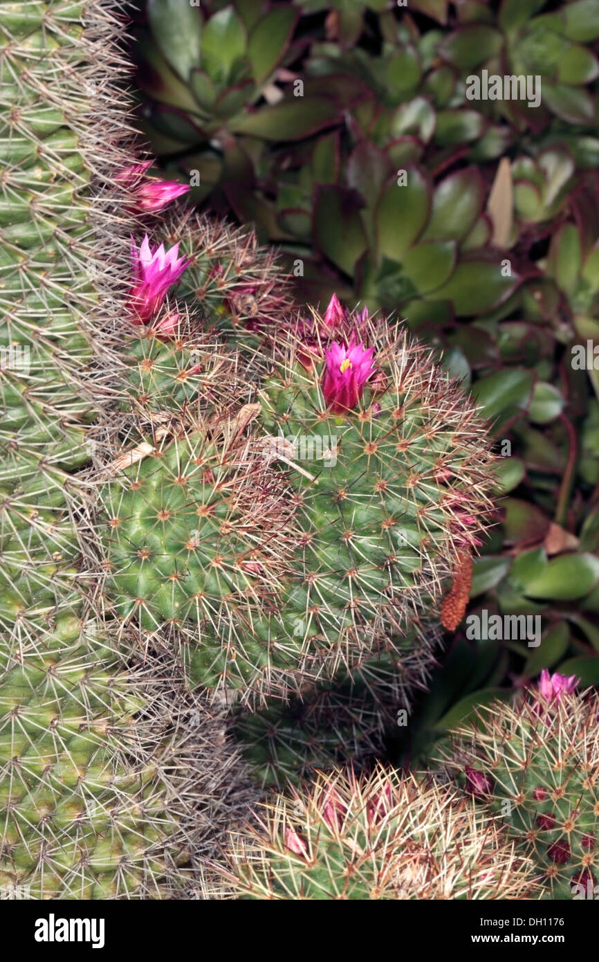 Mammillaria matudae hi-res stock photography and images - Alamy