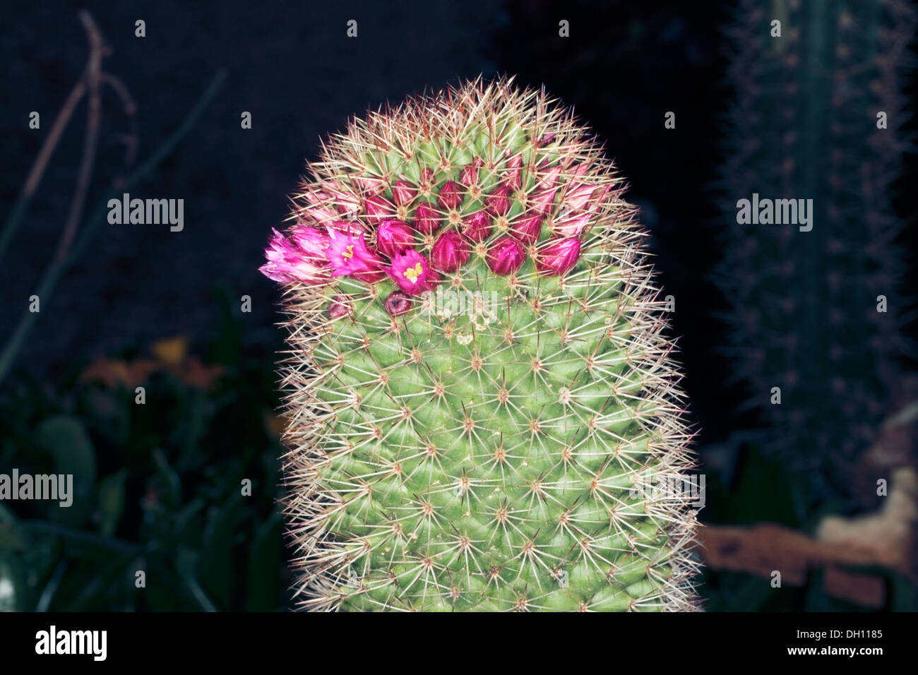 Thumb cactus mammillaria matudae hi-res stock photography and images ...