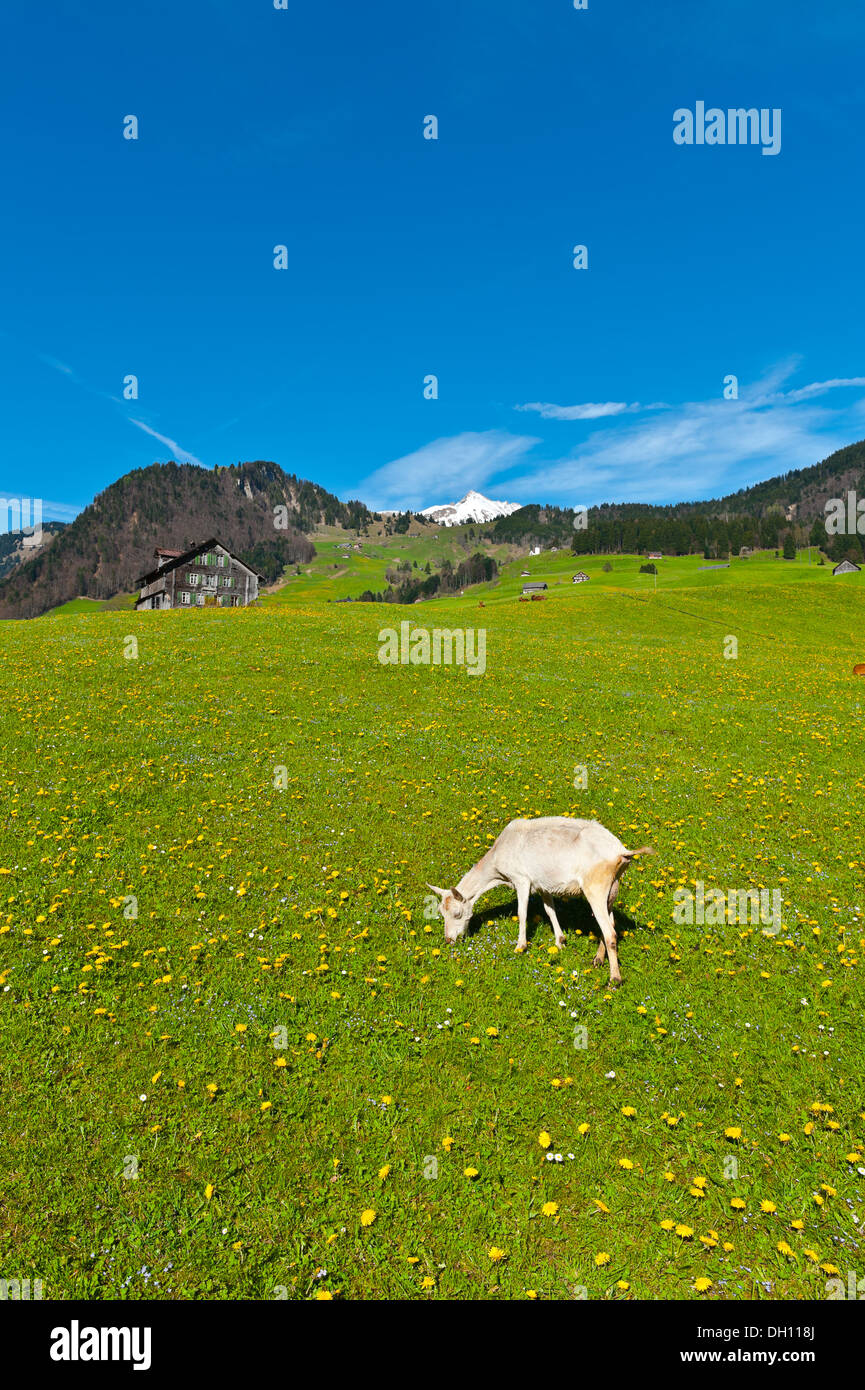 Goat herd swiss alps hi-res stock photography and images - Alamy