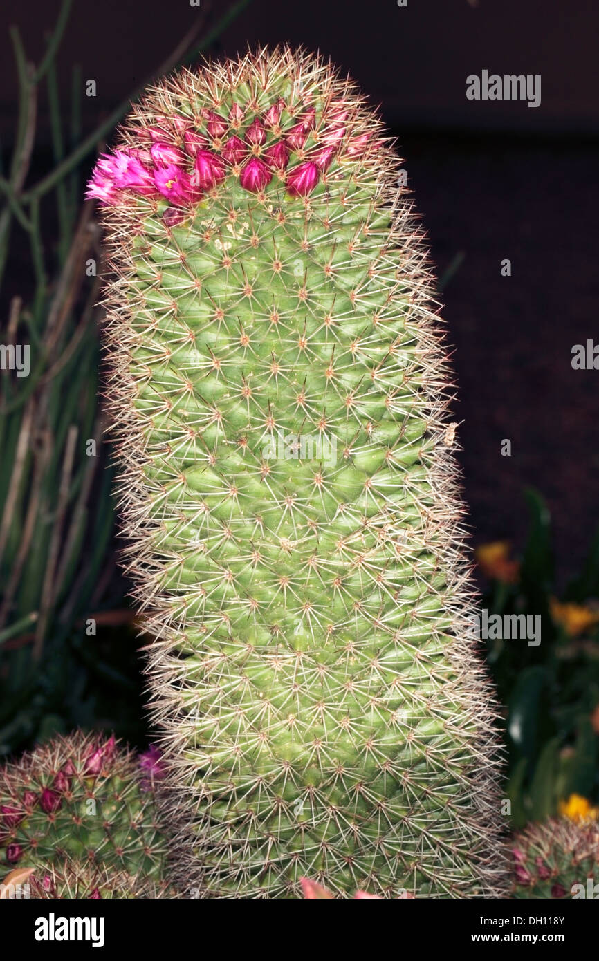 Mammillaria matudae hi-res stock photography and images - Alamy