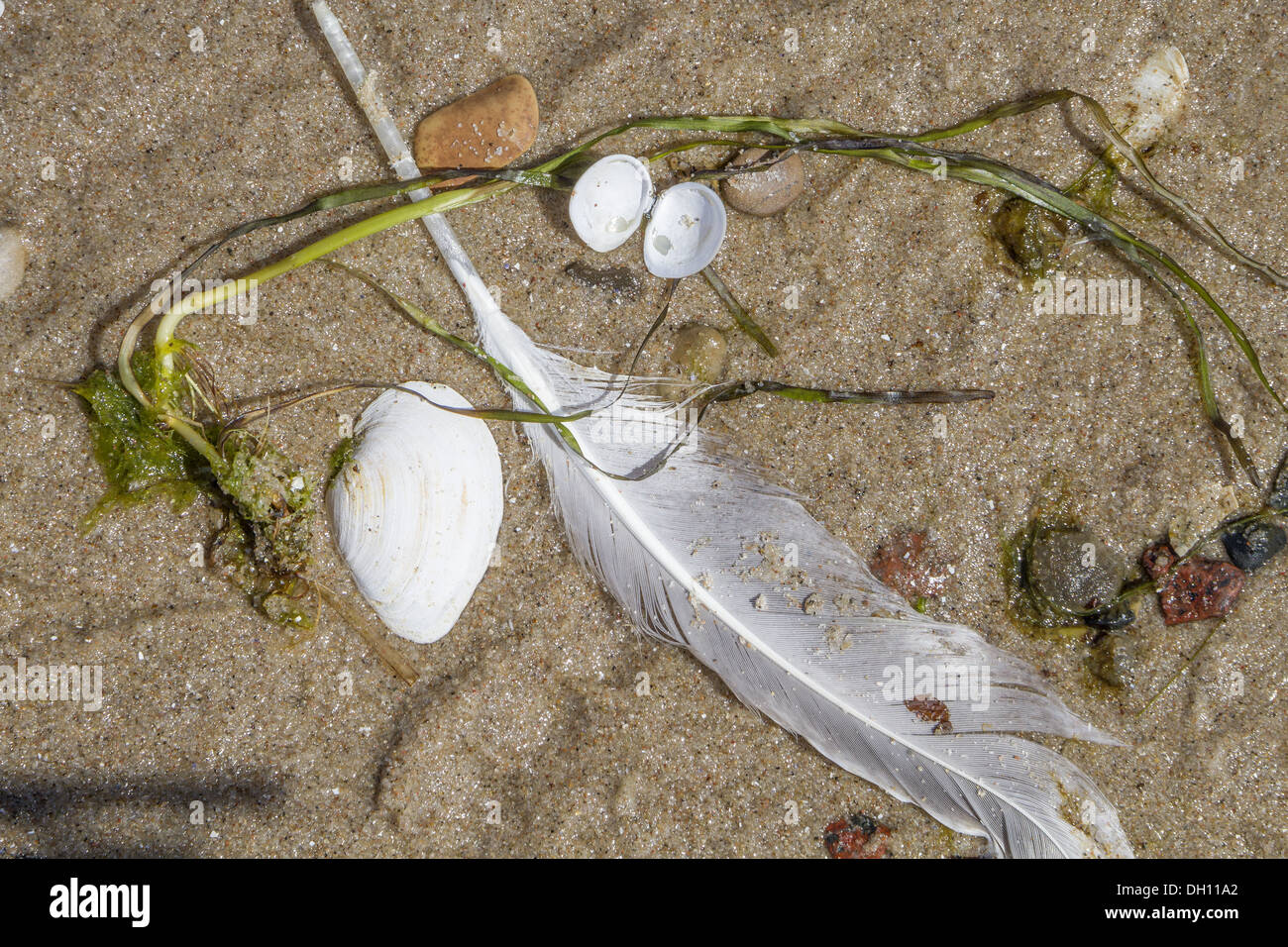 findings at the beach Stock Photo - Alamy