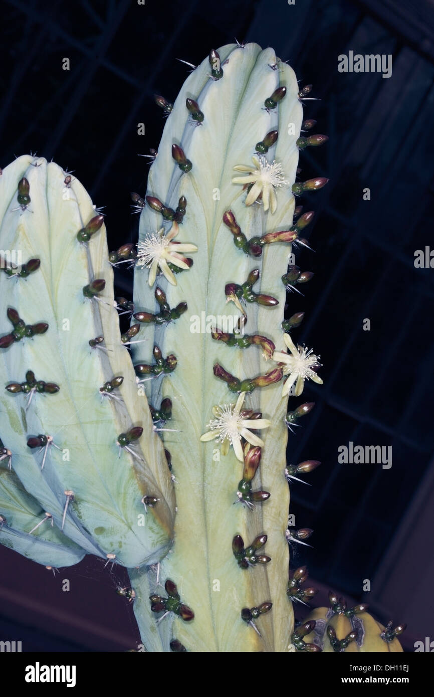 Grambullo / Bilberry Catus / Blue Fkame/ Whortleberry cactus ...