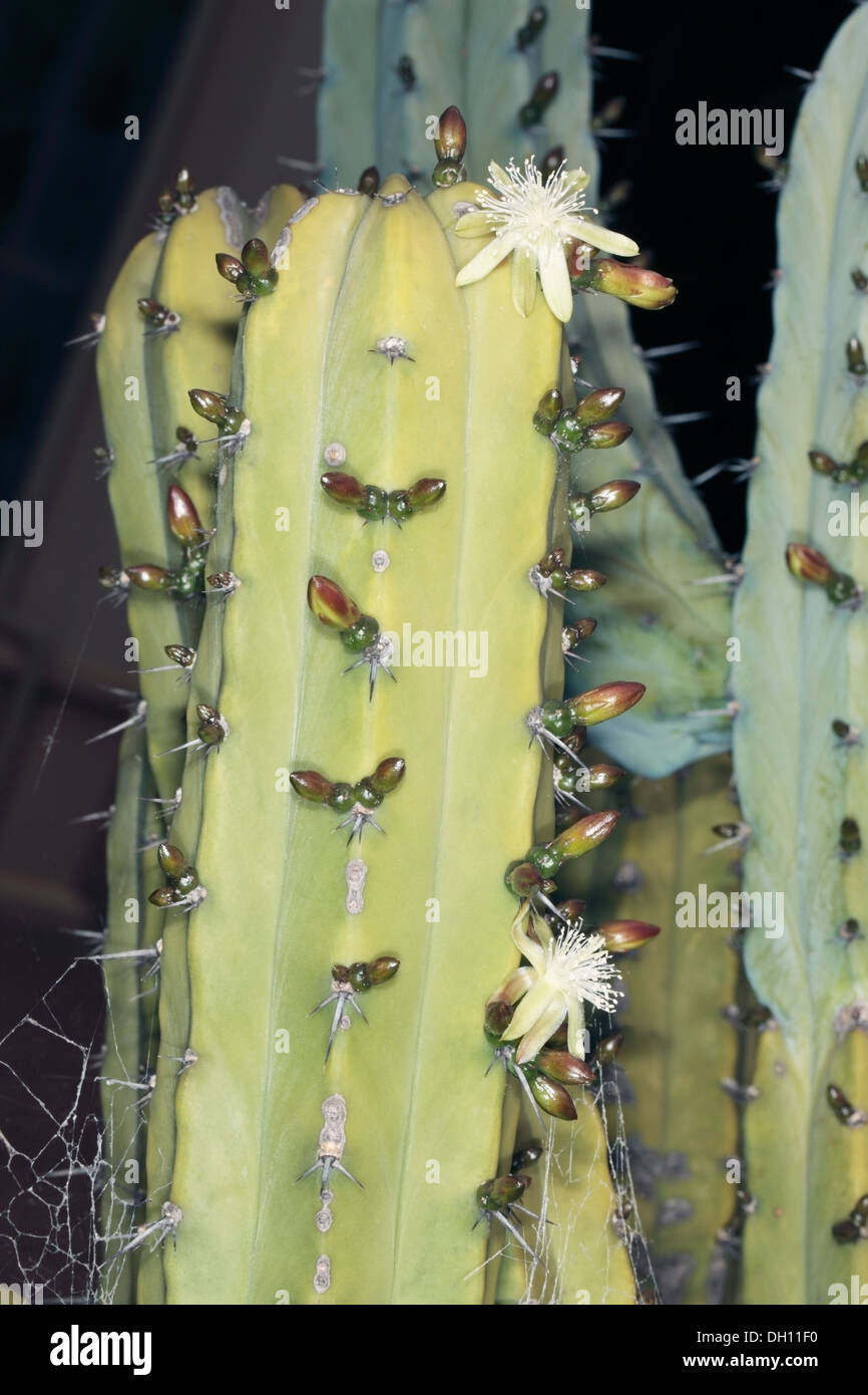 Grambullo / Bilberry Catus / Blue Fkame/ Whortleberry cactus ...