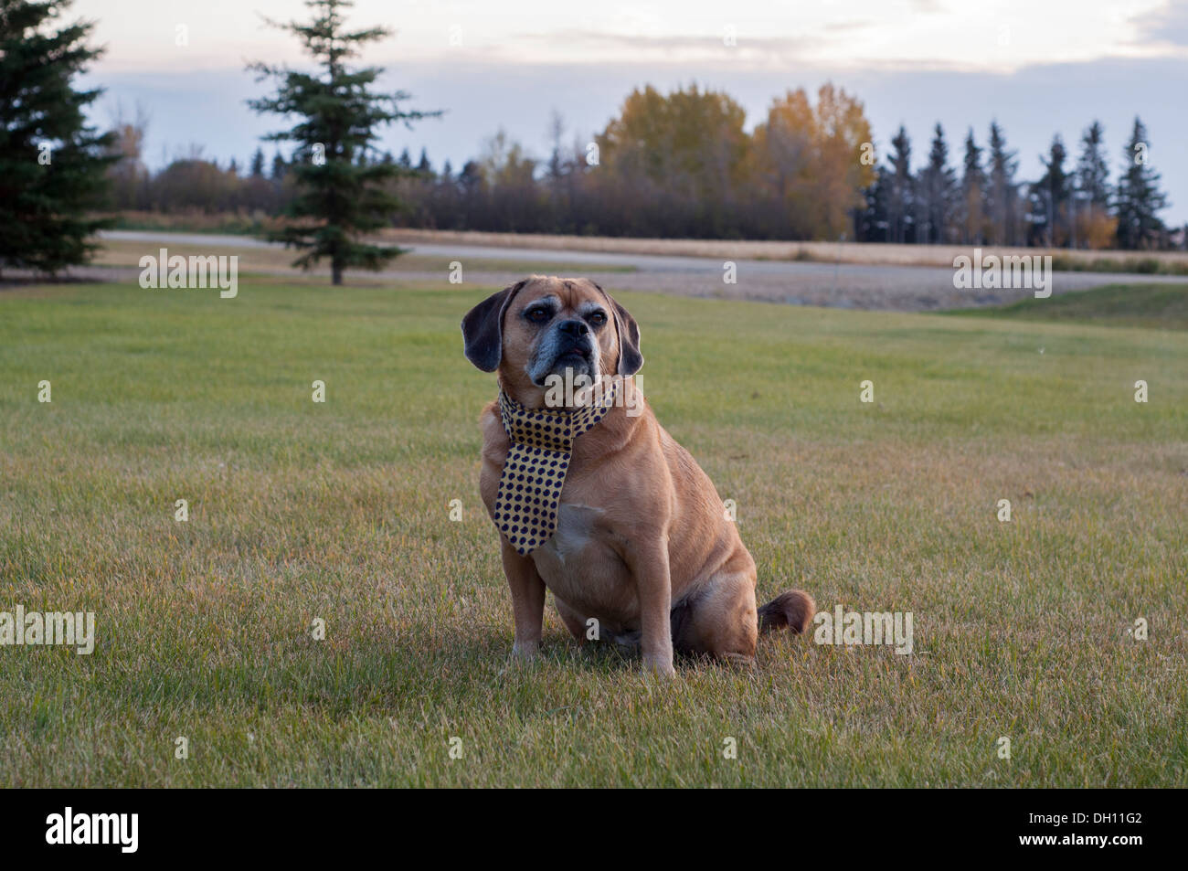 A beautiful old dog dressed to impress Stock Photo - Alamy