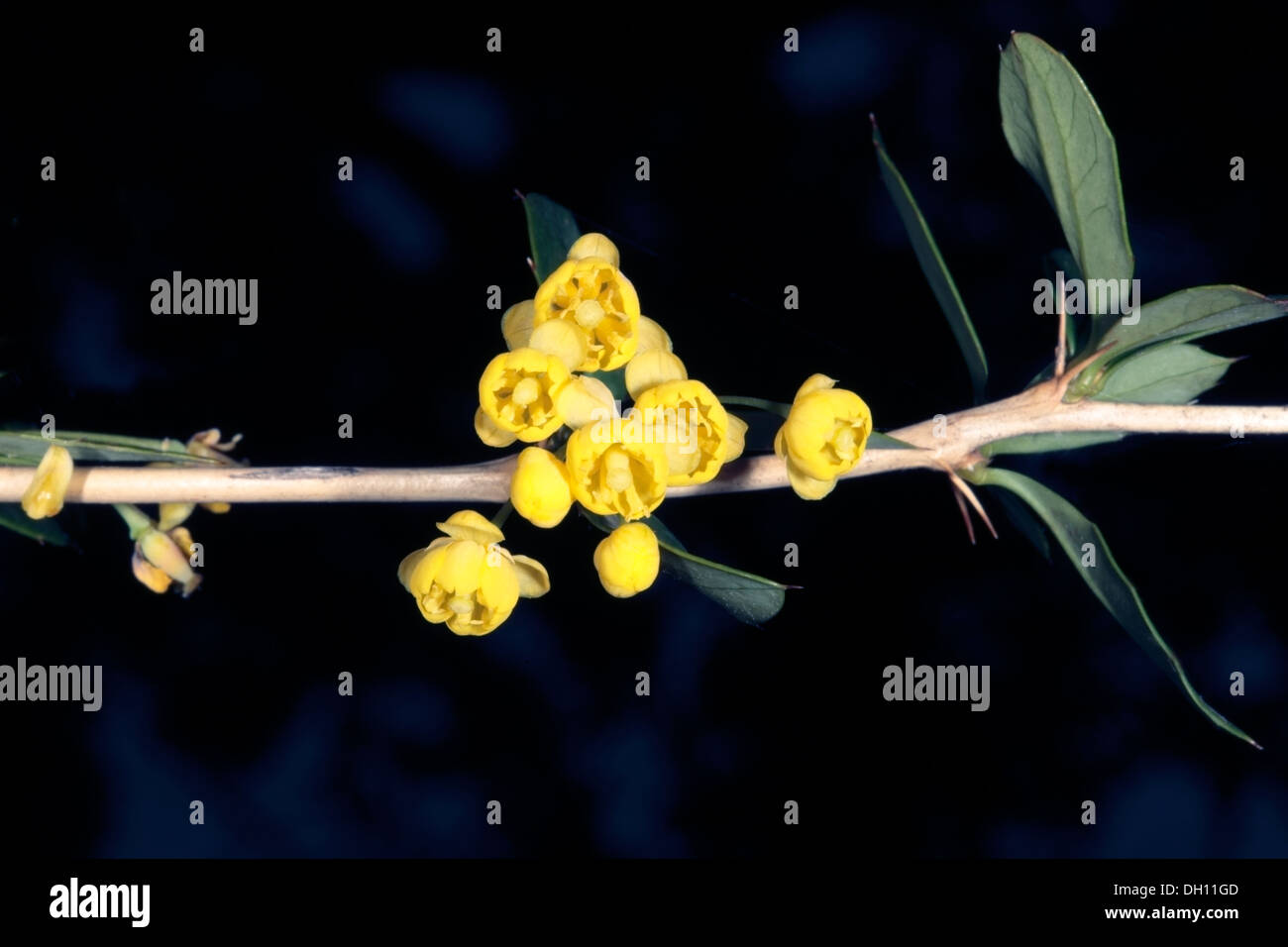 Berberidaceae family hi-res stock photography and images - Alamy