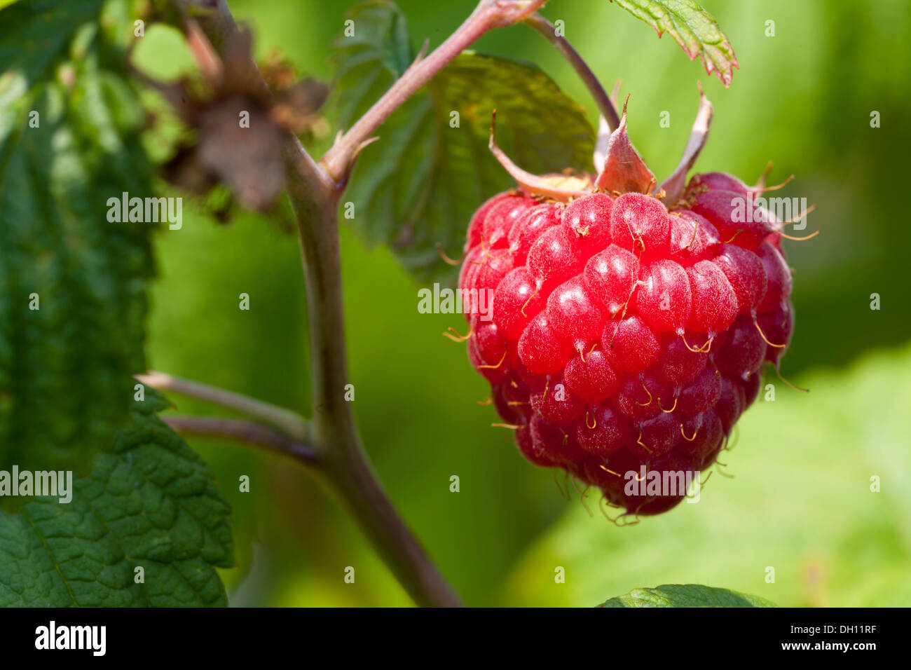 Raspberry vine hi-res stock photography and images - Alamy