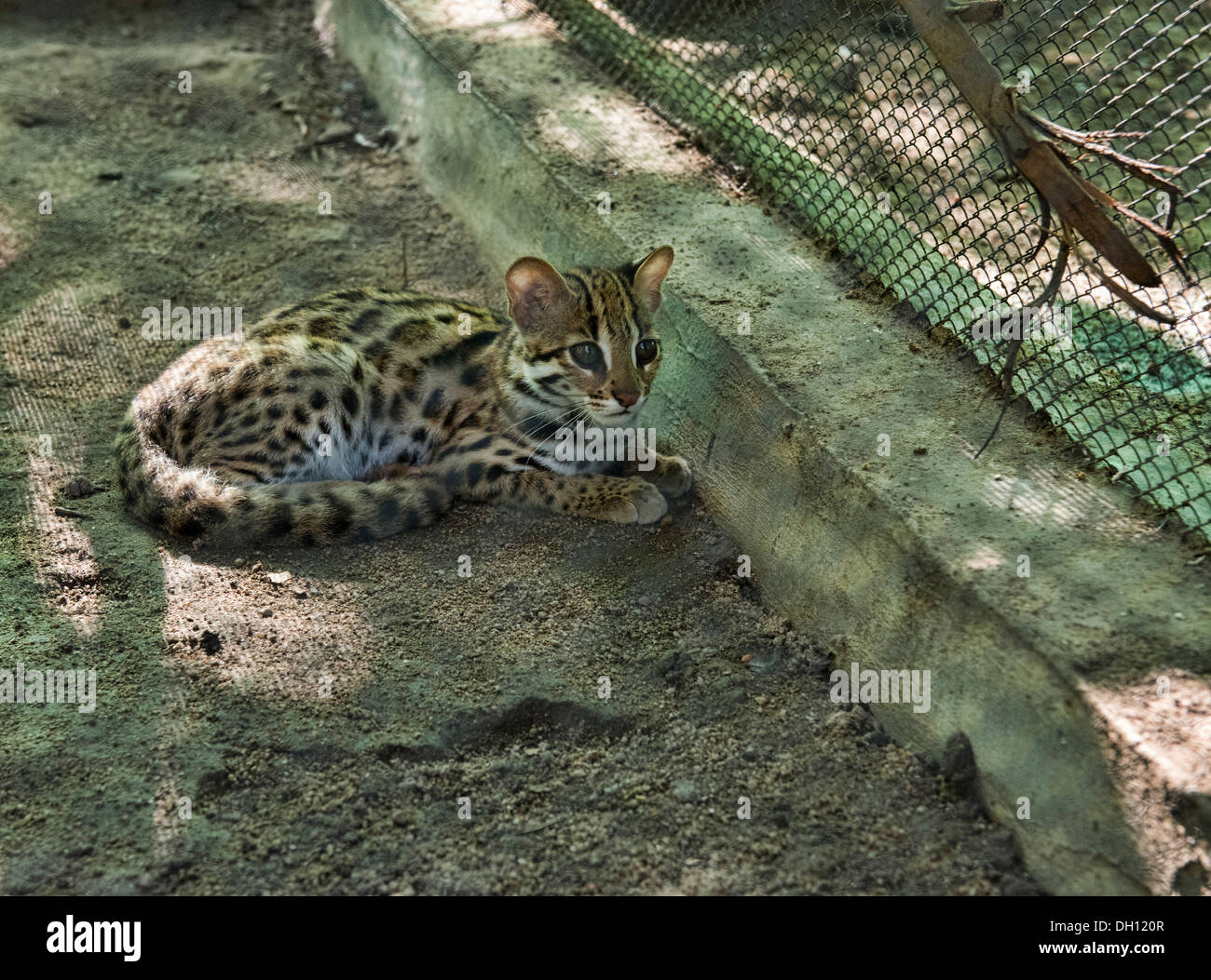 Prionailurus Bengalensis Bengalensis High Resolution Stock Photography ...