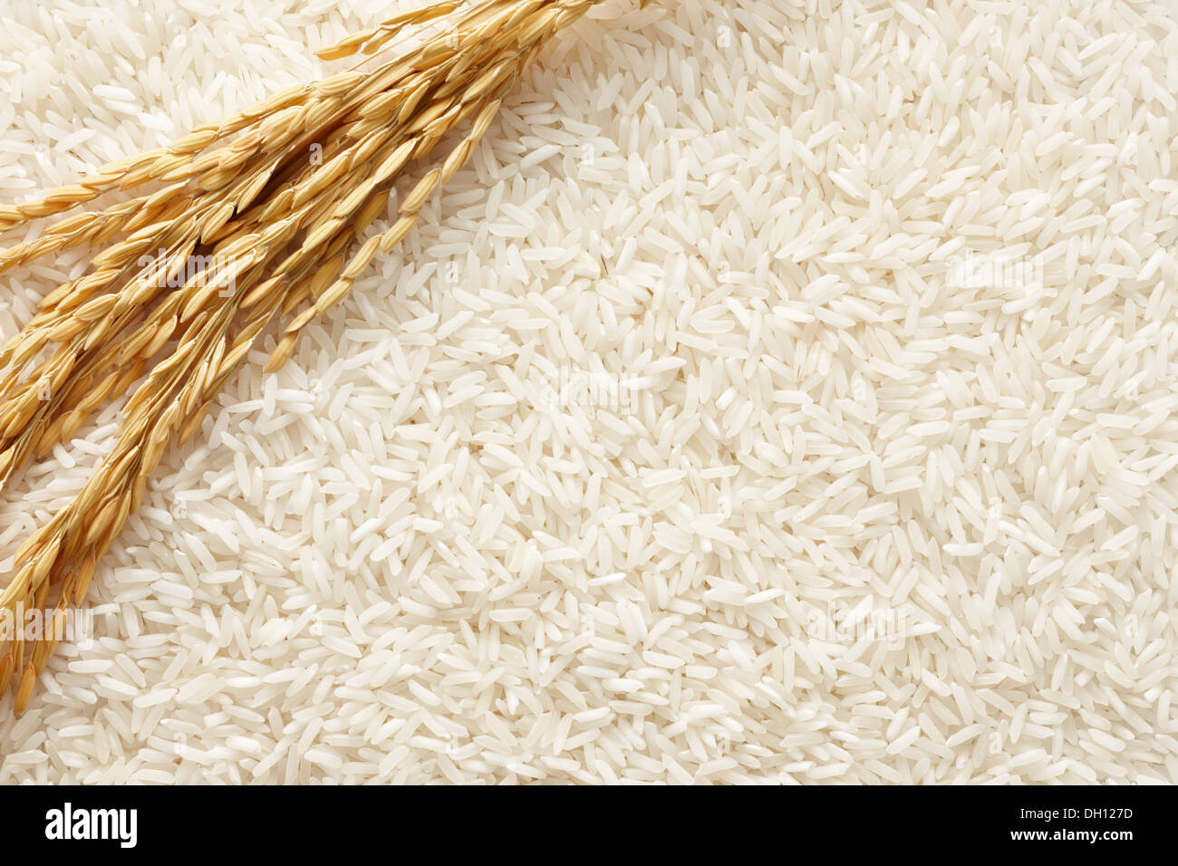 Paddy rice grain oryza on hi-res stock photography and images - Alamy