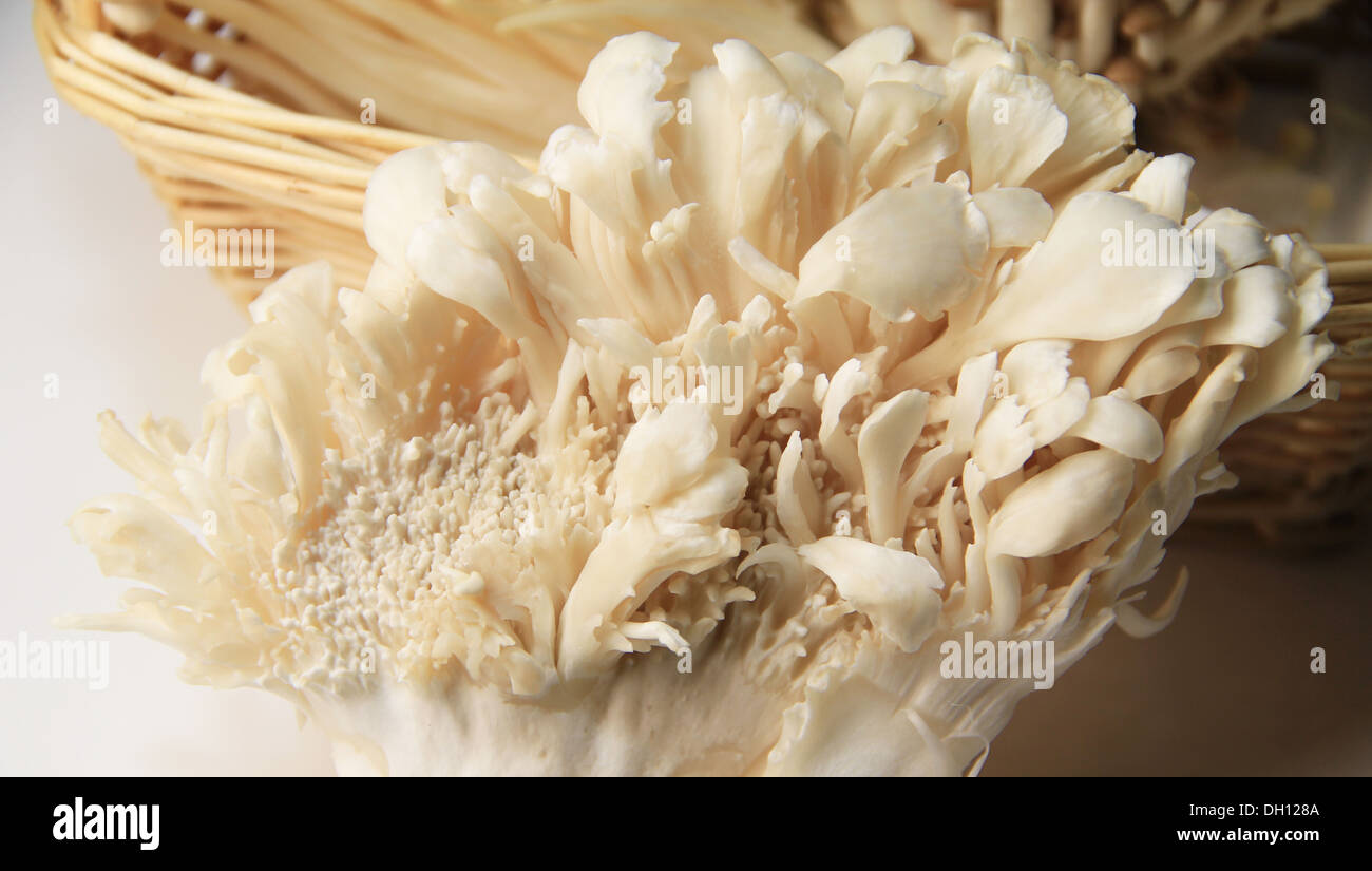 Maitake mushroom hi-res stock photography and images - Alamy