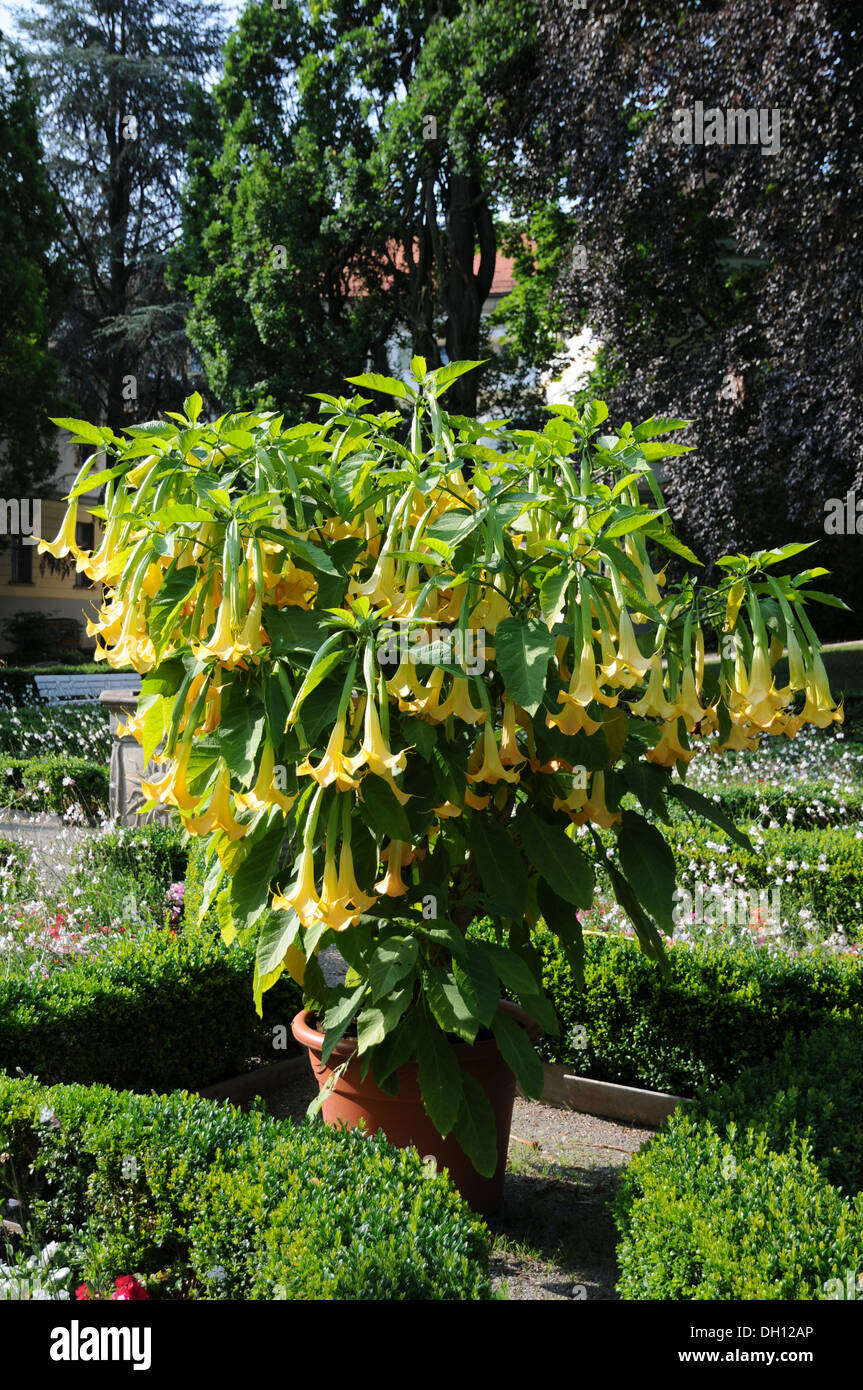 Angel's trumpet hi-res stock photography and images - Alamy