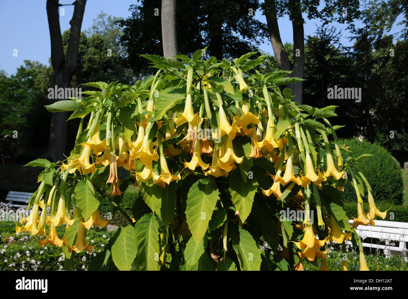 Angels trumpet brugmansia aurea hi-res stock photography and images - Alamy