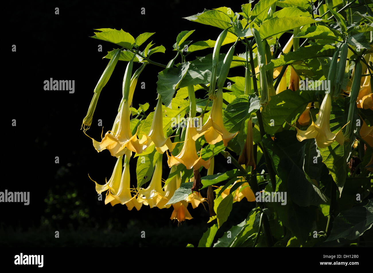 Angel's trumpet hi-res stock photography and images - Alamy
