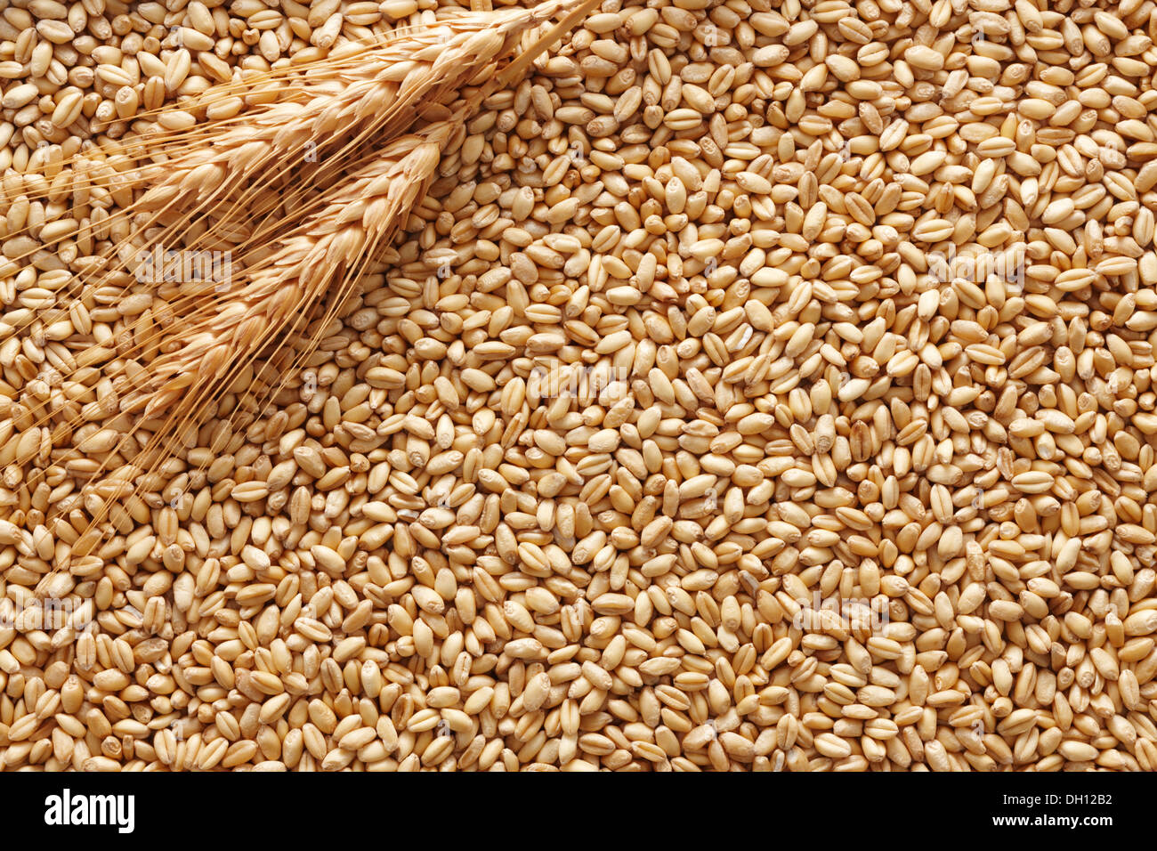 wheat ears on wheat kernels as background Stock Photo - Alamy