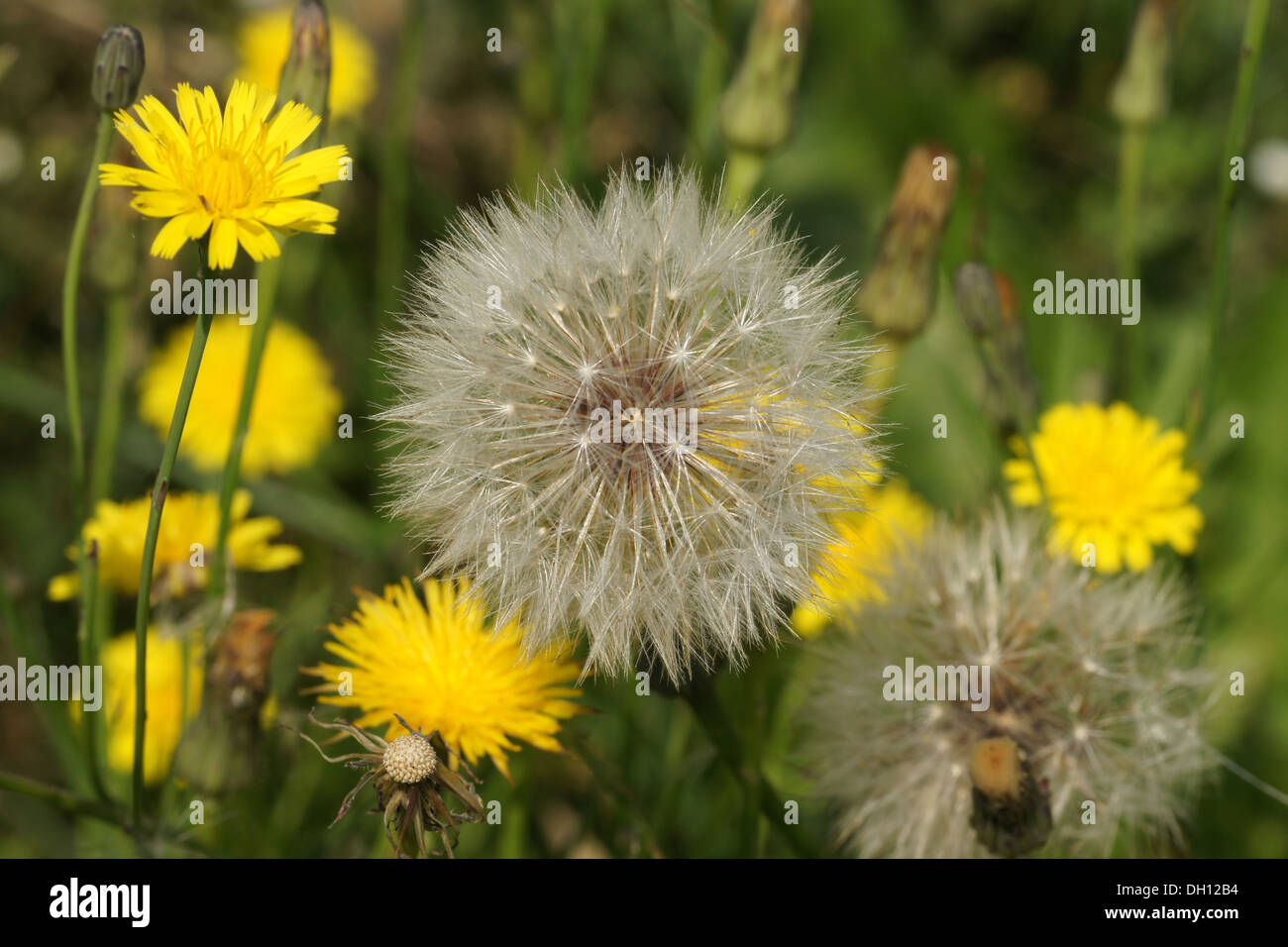 Rough hawkbits hi-res stock photography and images - Alamy