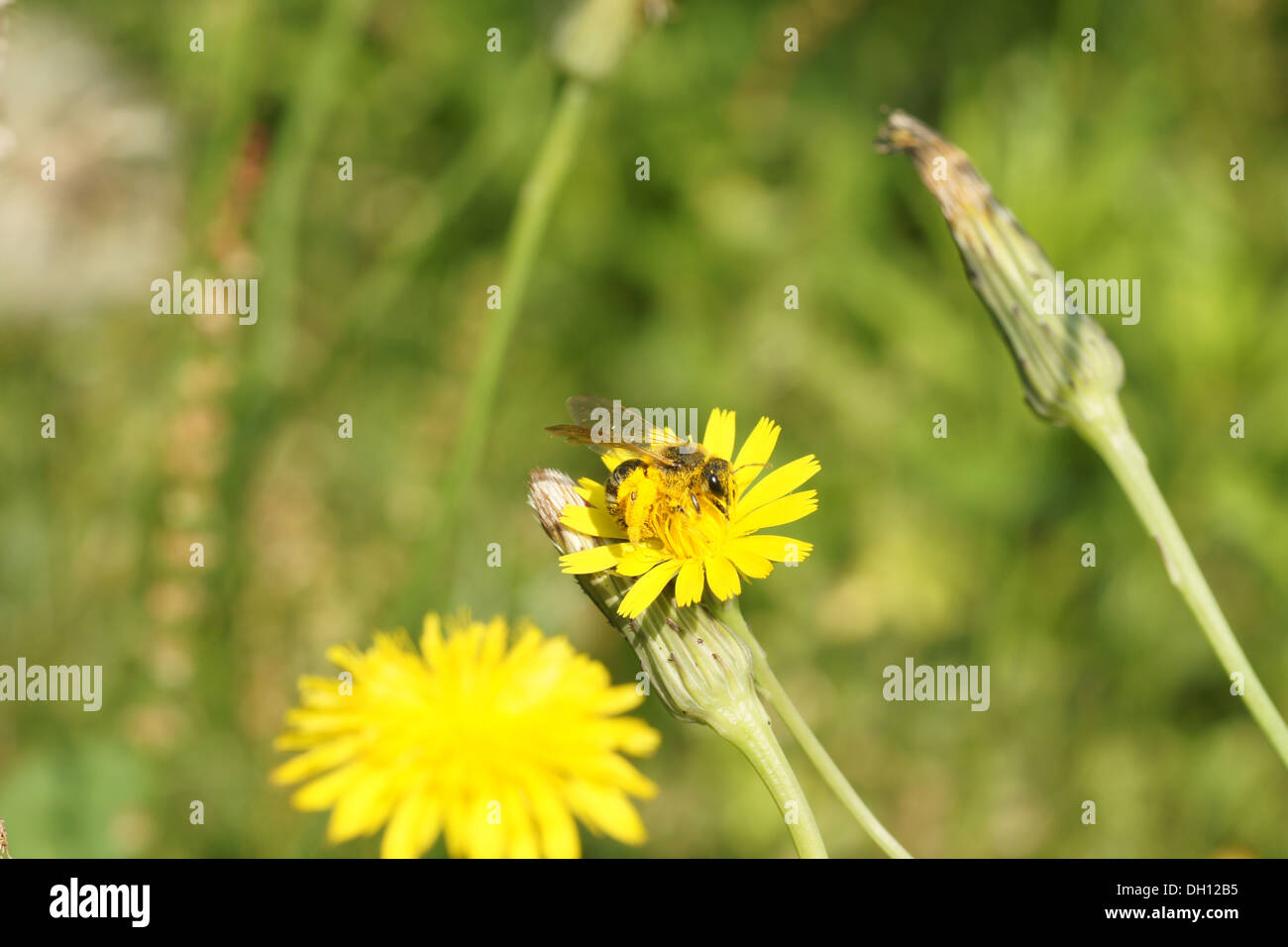 Rough hawkbits hi-res stock photography and images - Alamy