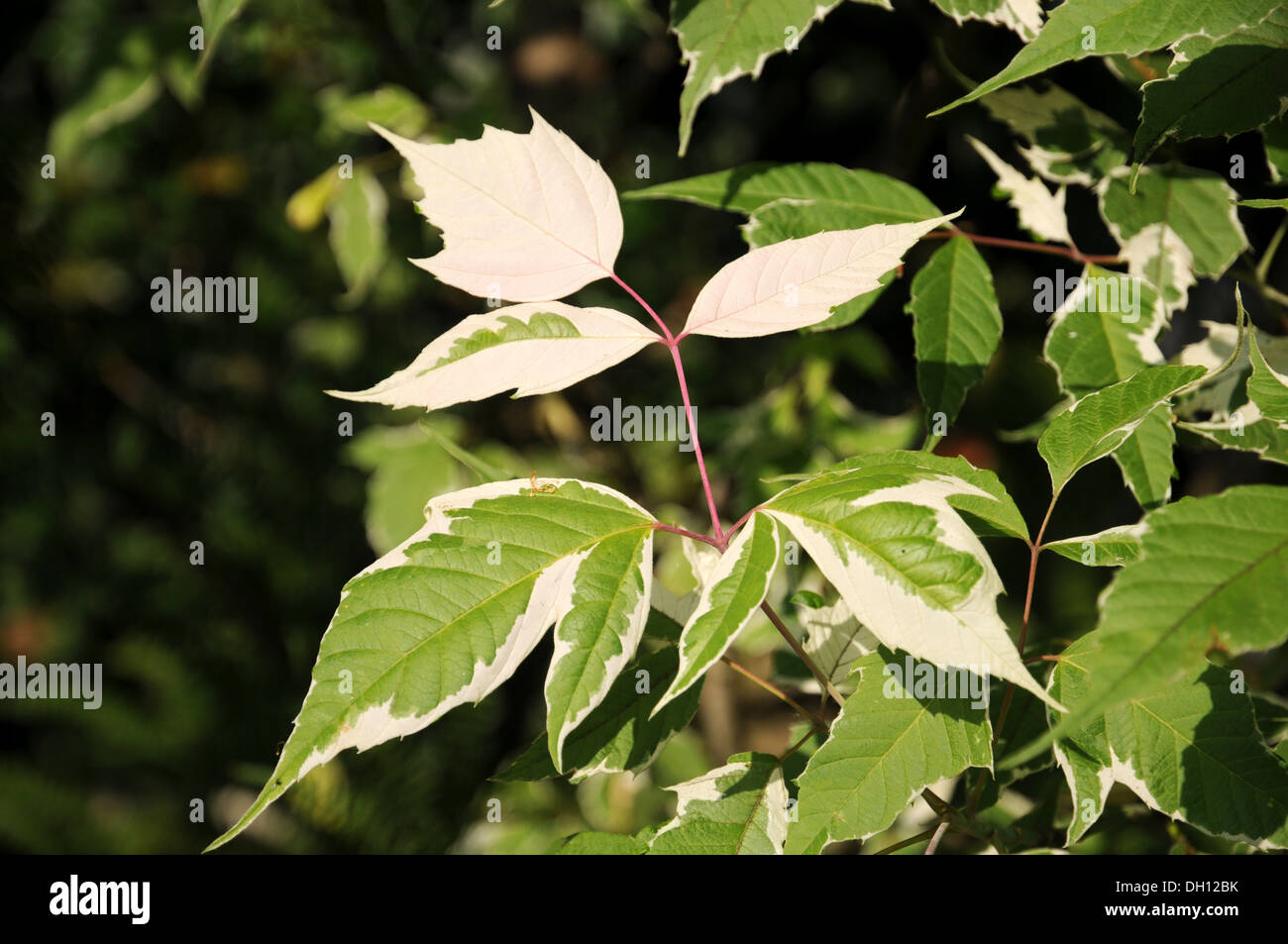 Three leaved maple hi-res stock photography and images - Alamy