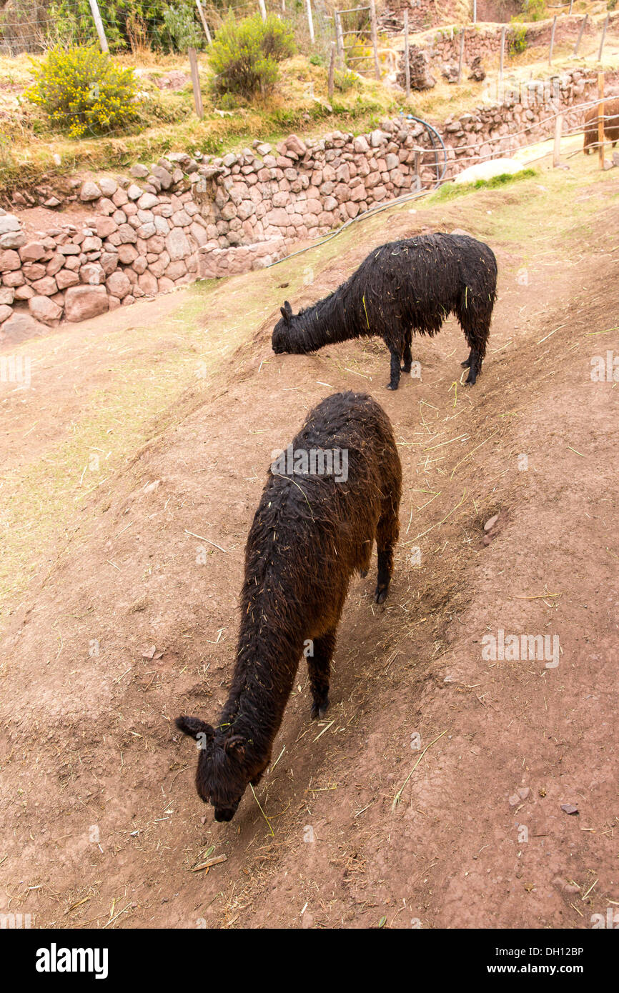Peruvian alpaca. Farm of llama,alpaca,Vicuna in Peru,South America ...