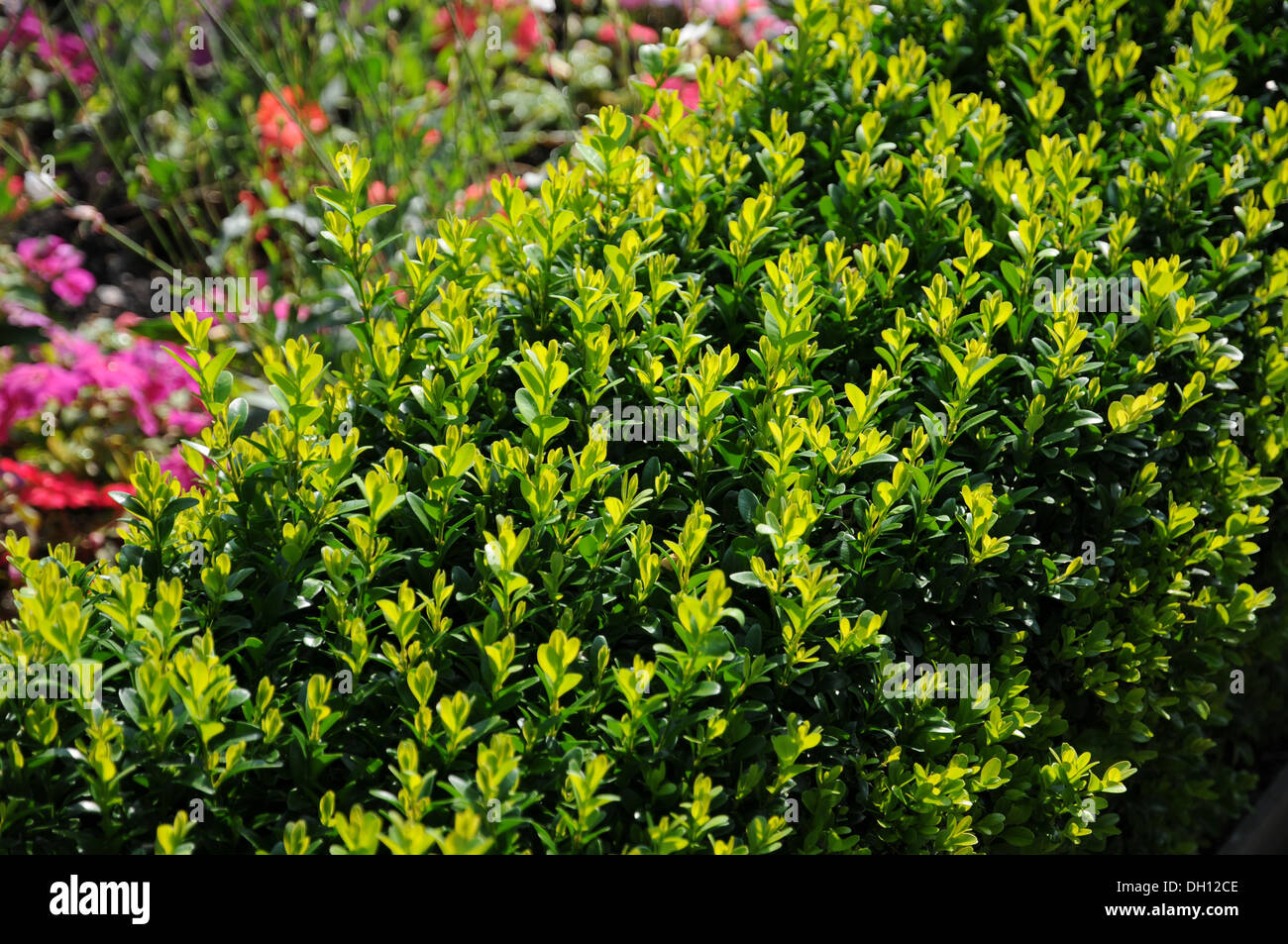 Buxus sempervirens topiary hi-res stock photography and images - Alamy
