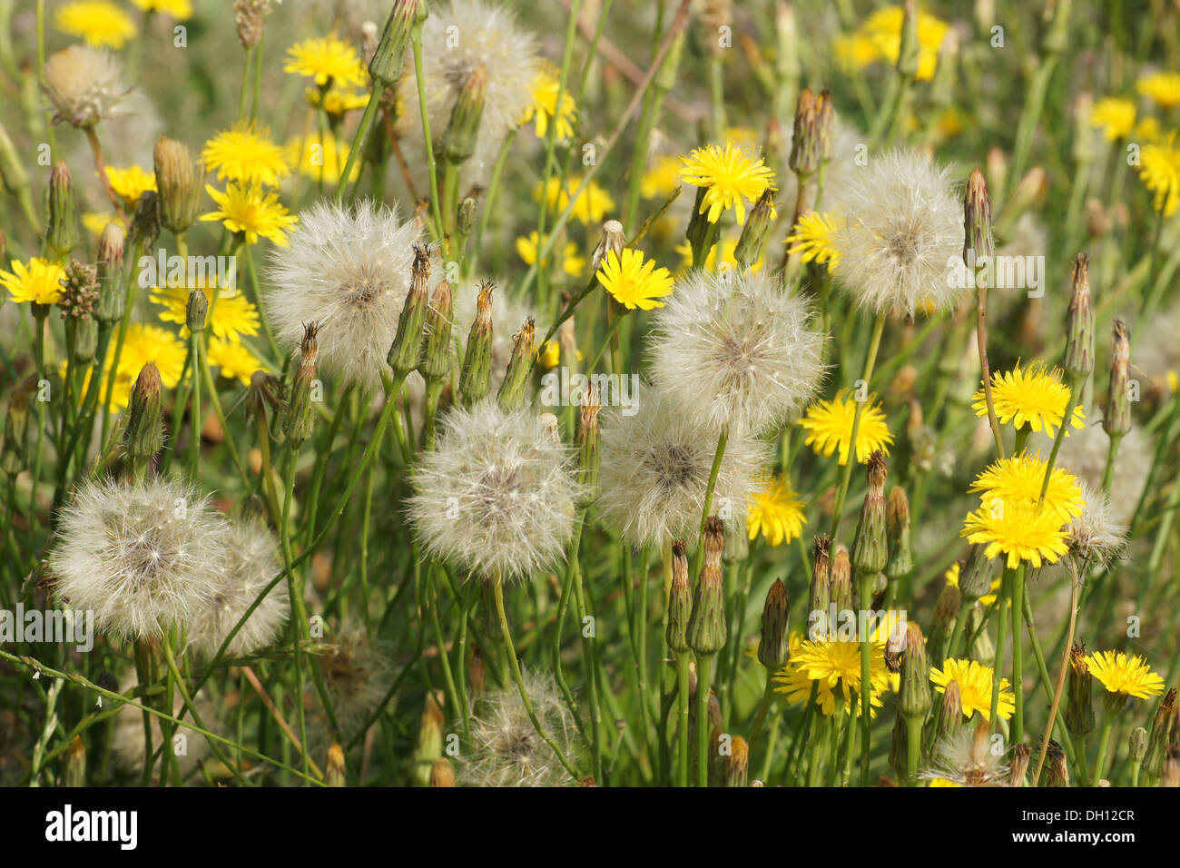 Hawkbits Stock Photos & Hawkbits Stock Images - Alamy