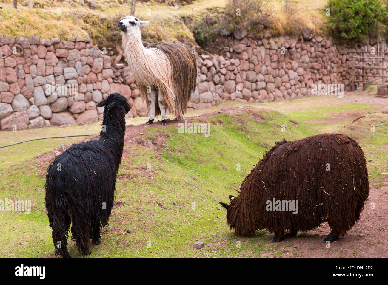 Peruvian Llama. Farm of llama,alpaca,Vicuna in Peru,South America ...