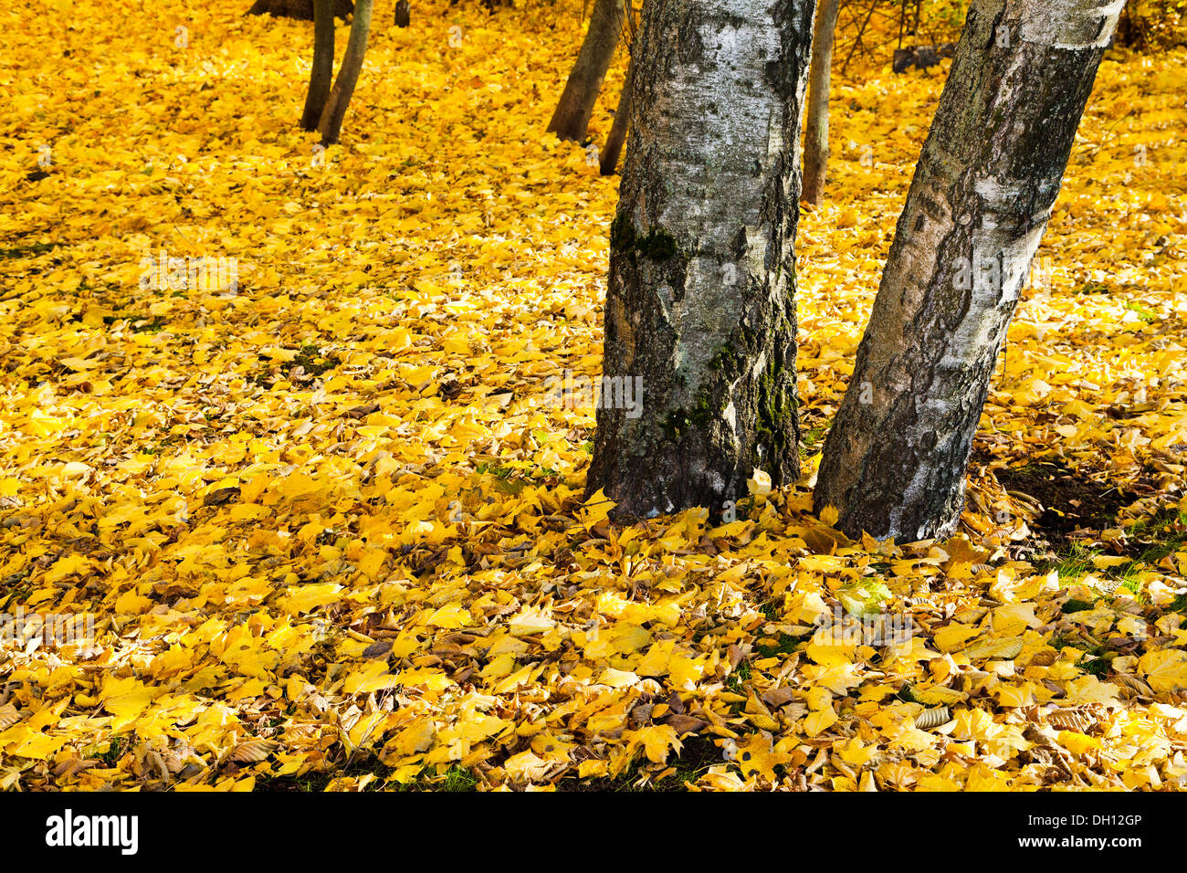 yellow leaf litter under birch trees in autumn forest Stock Photo - Alamy
