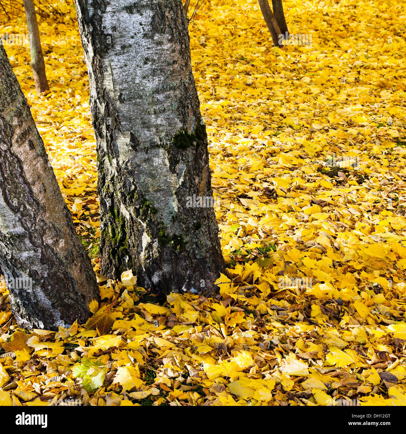 yellow leaf litter under birch trees in autumn day Stock Photo - Alamy