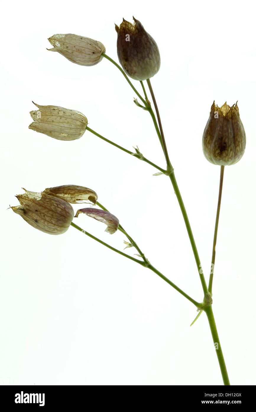 Bladder Campion, Silene vulgaris, seed head Stock Photo - Alamy