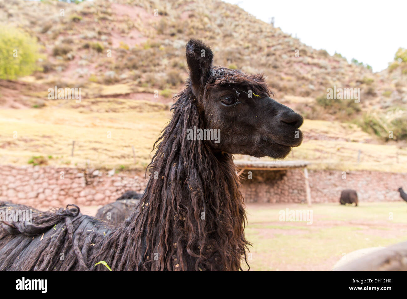 Peruvian Llama. Farm of llama,alpaca,Vicuna in Peru,South America ...