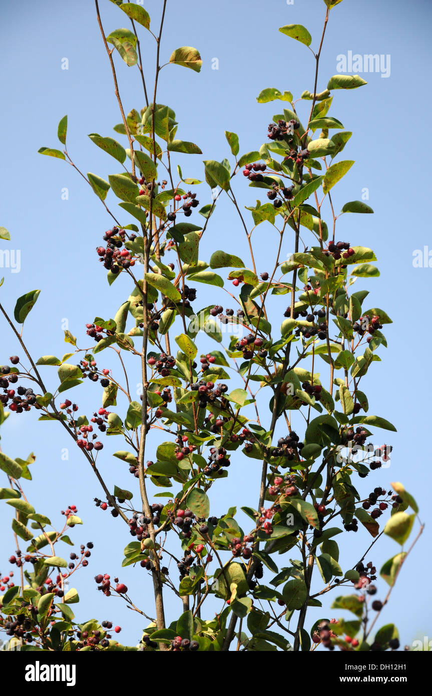 Frucht am strauch hi-res stock photography and images - Alamy