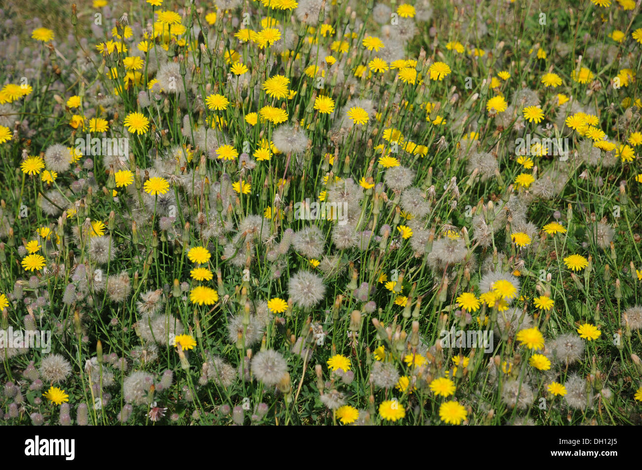 Rough hawkbits hi-res stock photography and images - Alamy