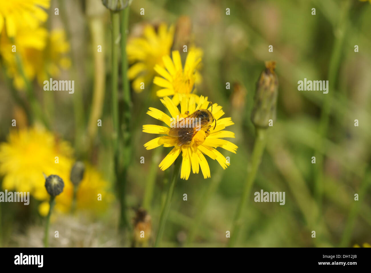 Rough hawkbit hi-res stock photography and images - Alamy
