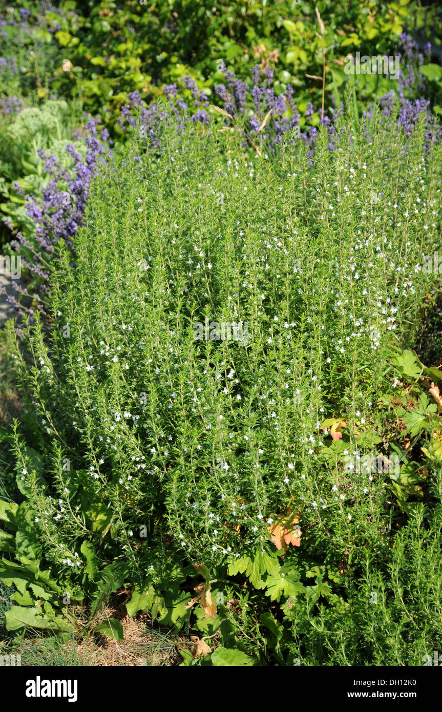 Winter savory hi-res stock photography and images - Alamy