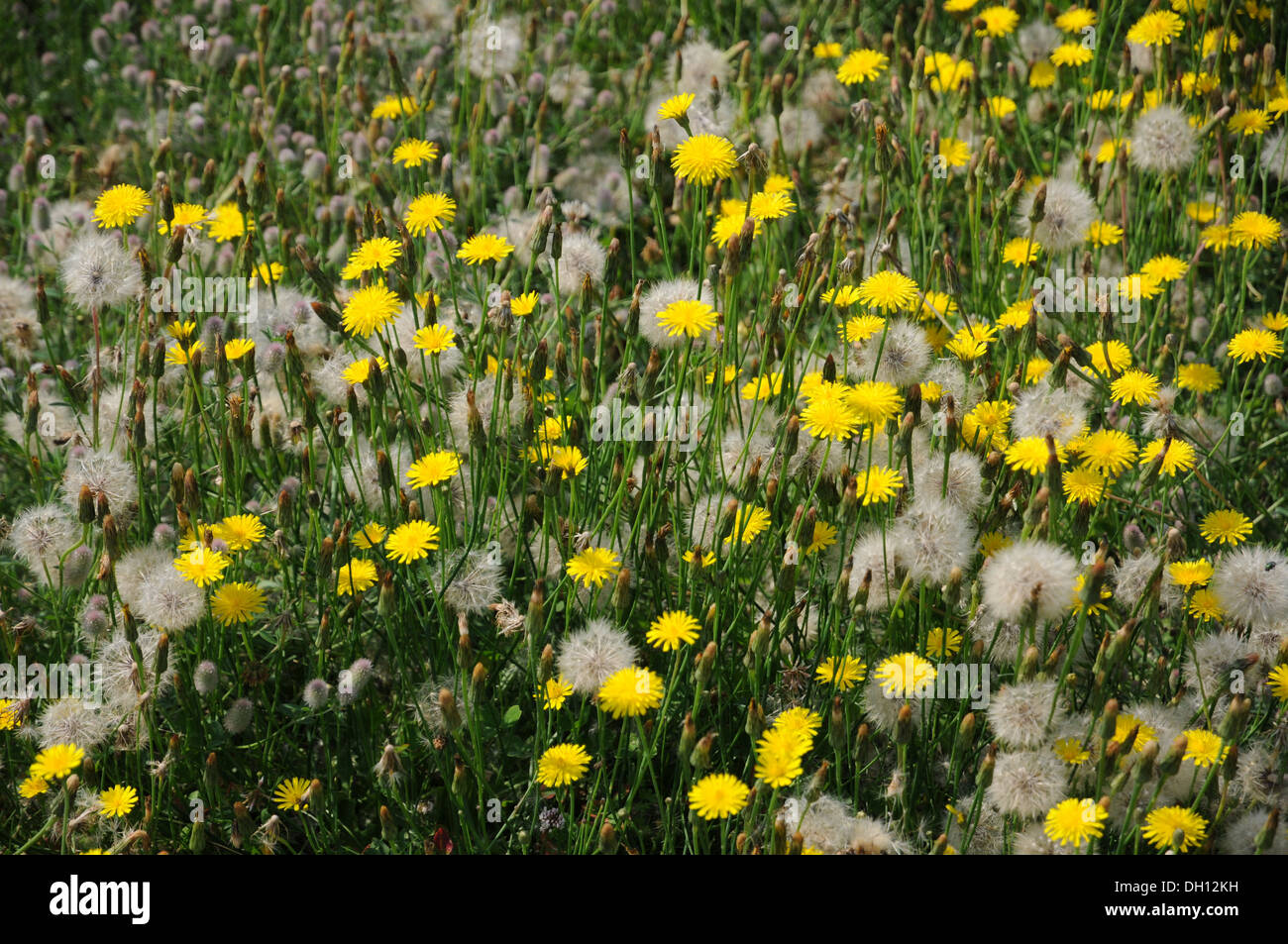Rough hawkbit hi-res stock photography and images - Alamy