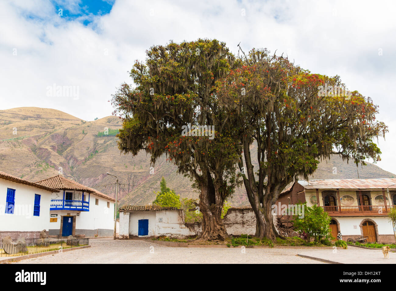 Large tree Pisonay with red, flower in Peru,Puno,South America in ...