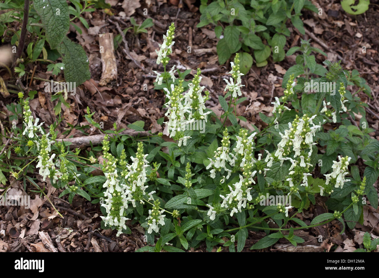 Stachys recta, Stiff Hedgenettle Stock Photo - Alamy