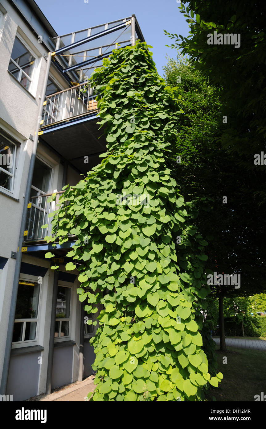 Dutchman's Pipe Vine High Resolution Stock Photography and Images - Alamy