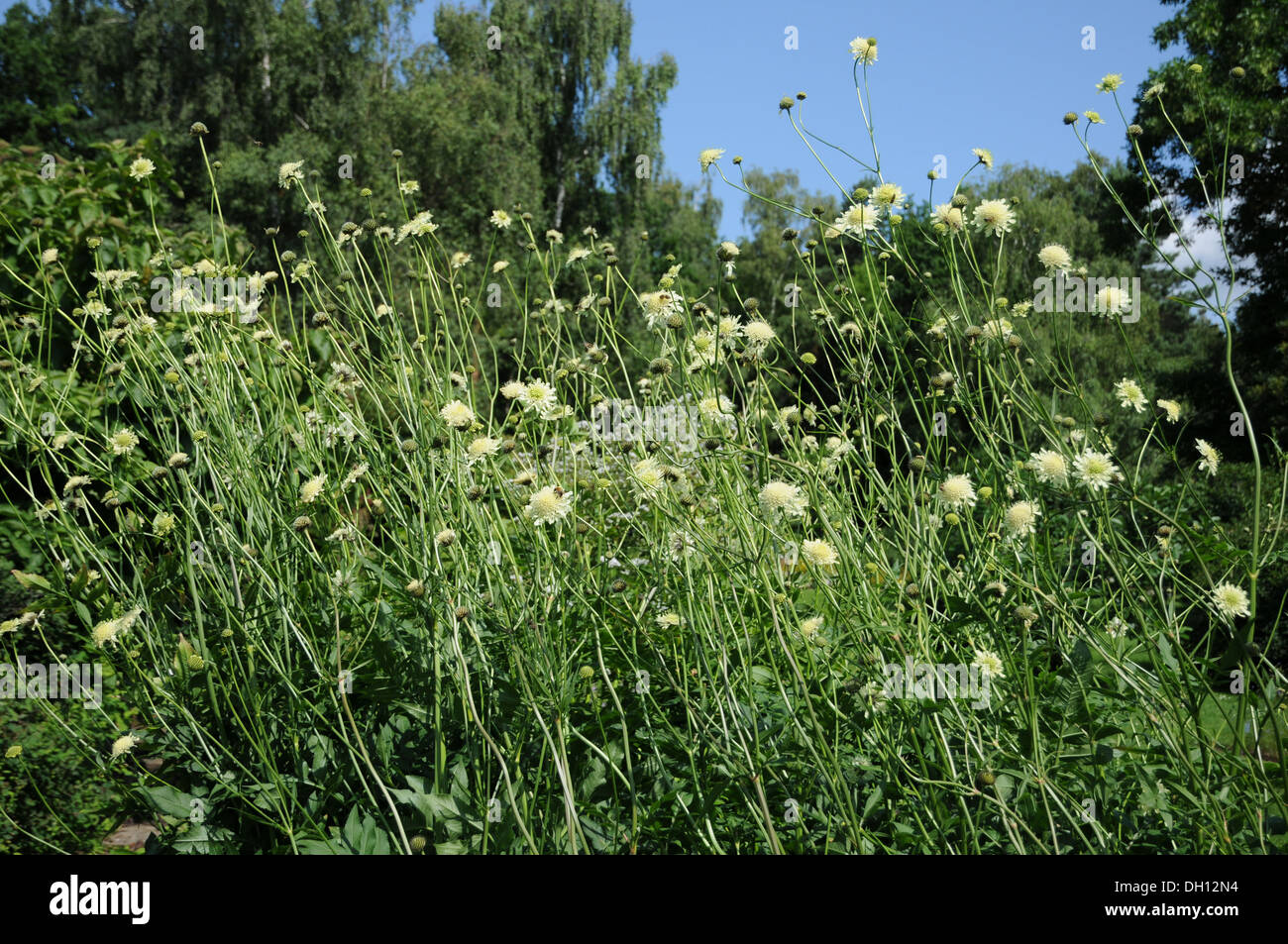 Cephalaria gigantea blume hi-res stock photography and images - Alamy