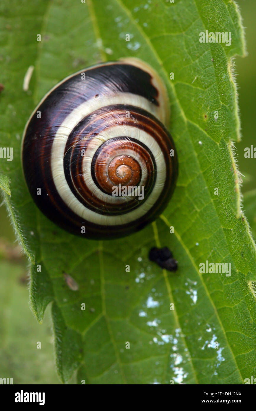 White-lipped Snail, Cepea hortensis Stock Photo - Alamy
