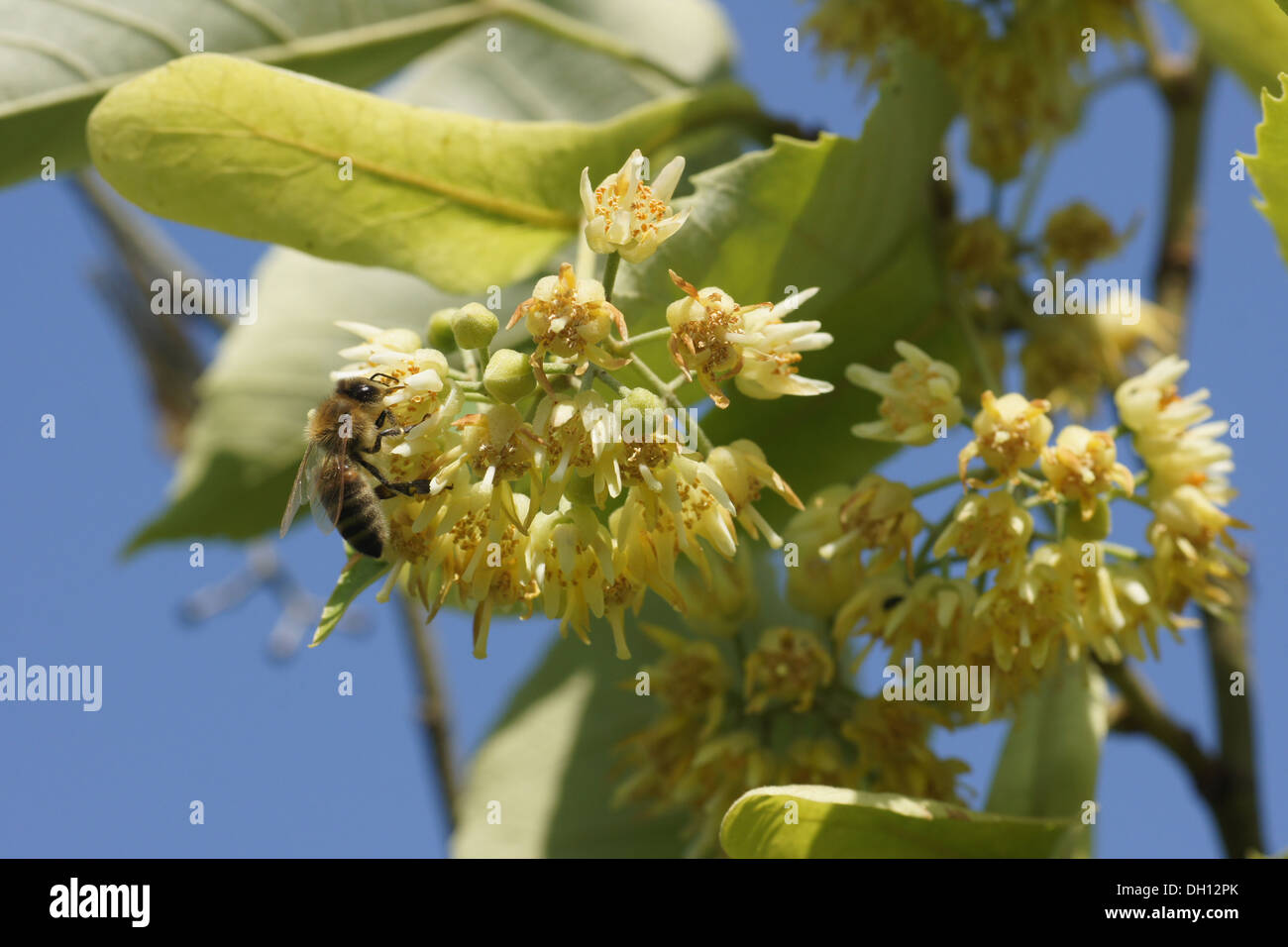 Lime blossom bee hi-res stock photography and images - Alamy