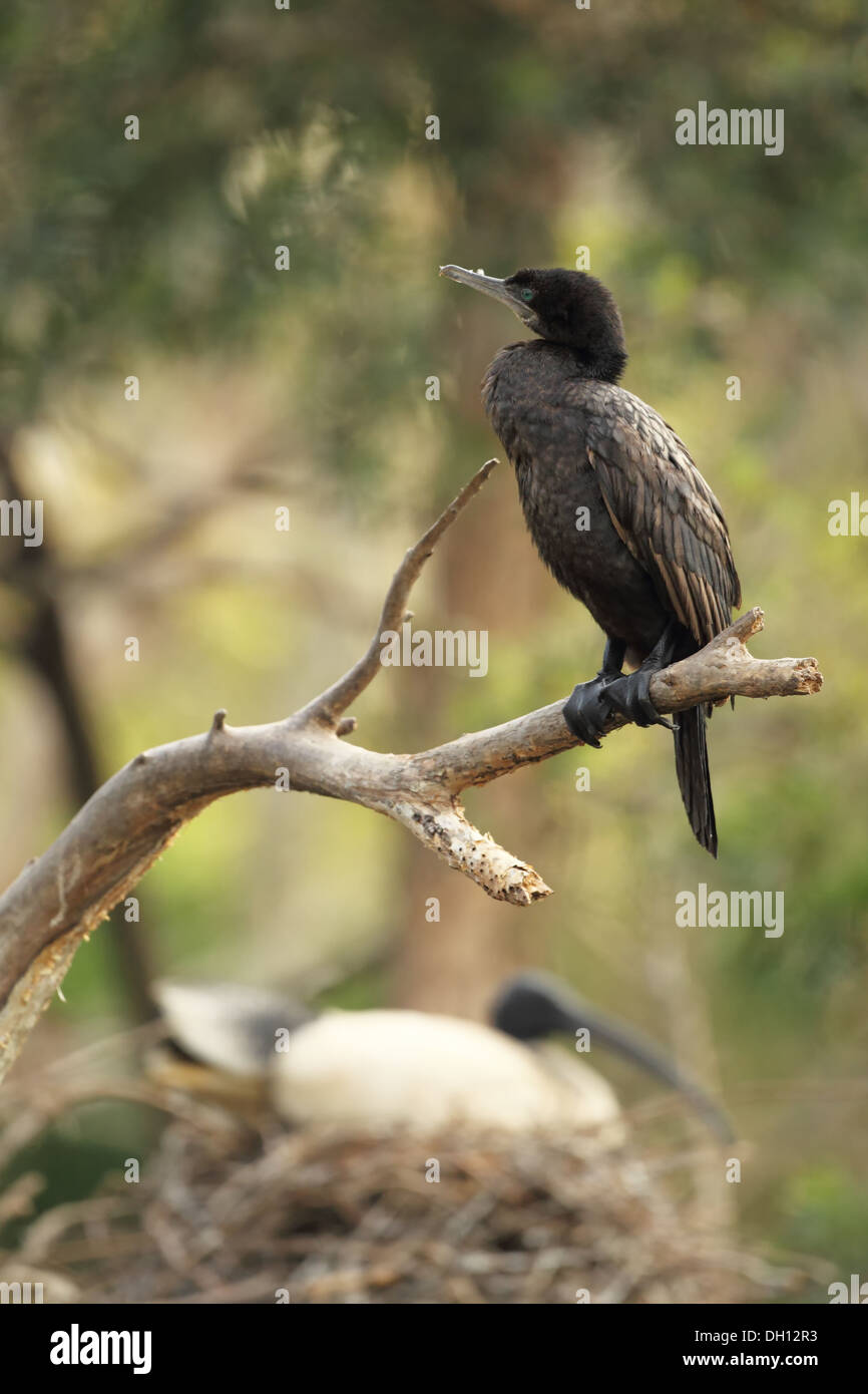 A Great Cormorant Stock Photo - Alamy