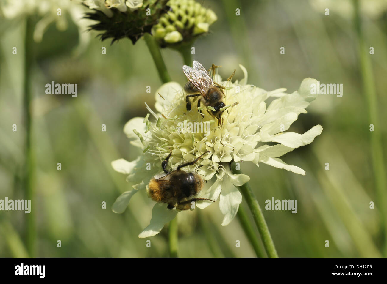 Tatarian cephalaria hi-res stock photography and images - Alamy