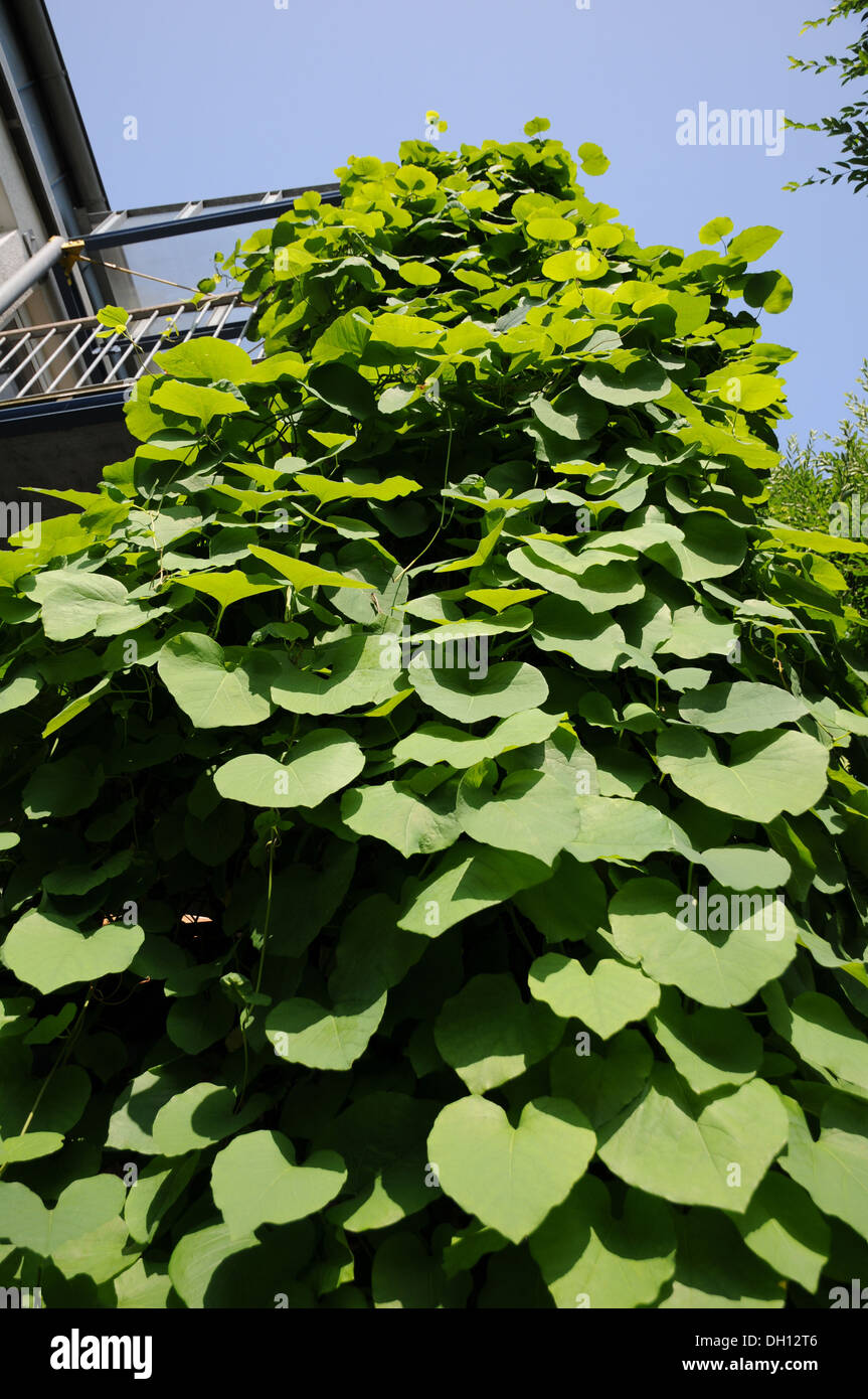 Dutchman's pipe vine hi-res stock photography and images - Alamy