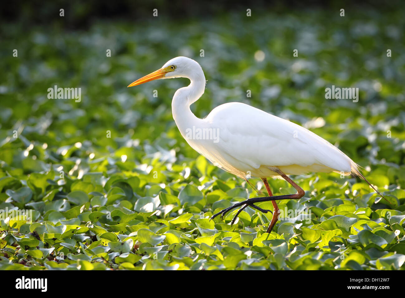 An australian intermediate egret hi-res stock photography and images ...