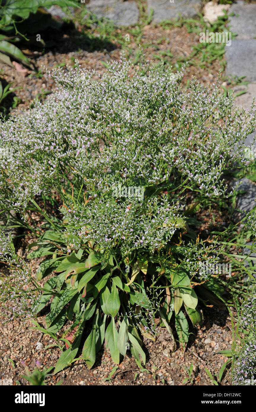 German statice hi-res stock photography and images - Alamy