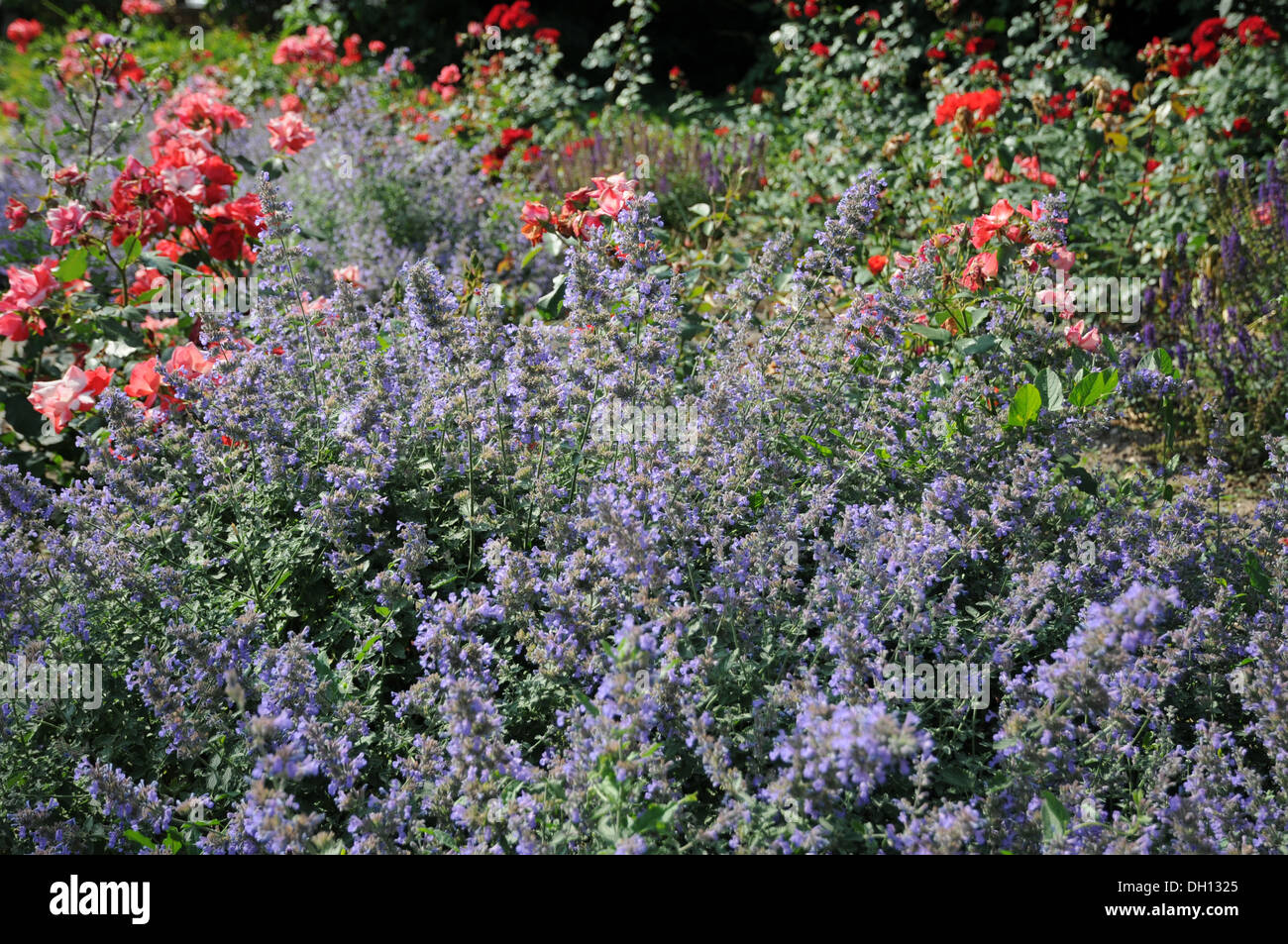 Catmints hi-res stock photography and images - Alamy